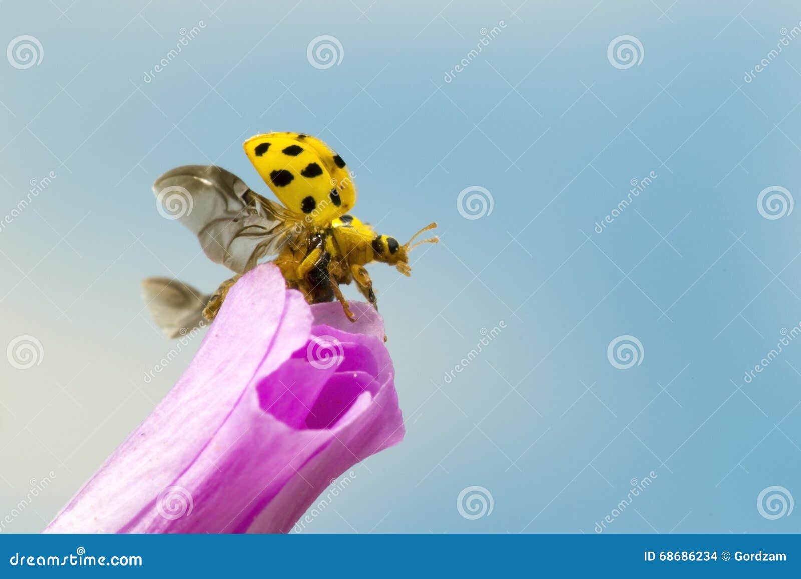 A 22-spot ladybird stock photo. Image of busy, flying - 68686234