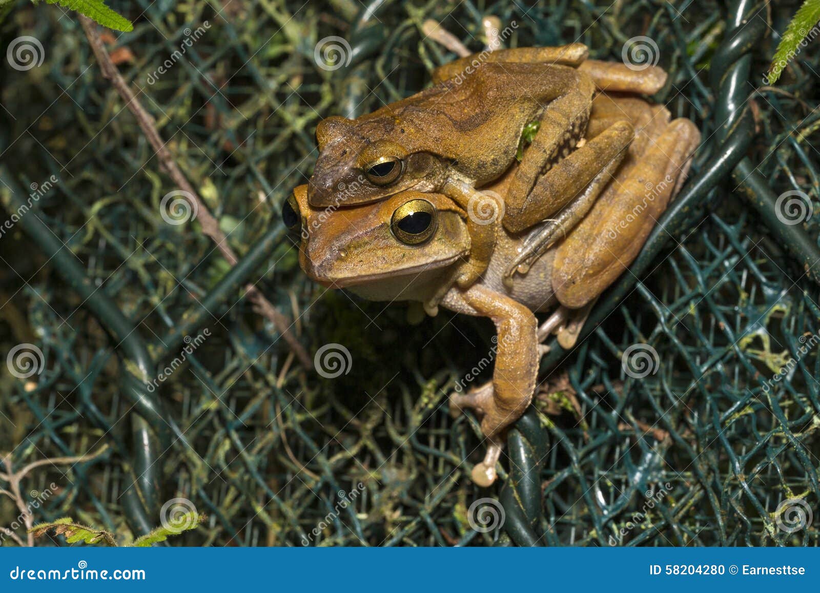 Spot-legged Tree Frog Mating Stock Photo - Image of tree, animals: 58204280