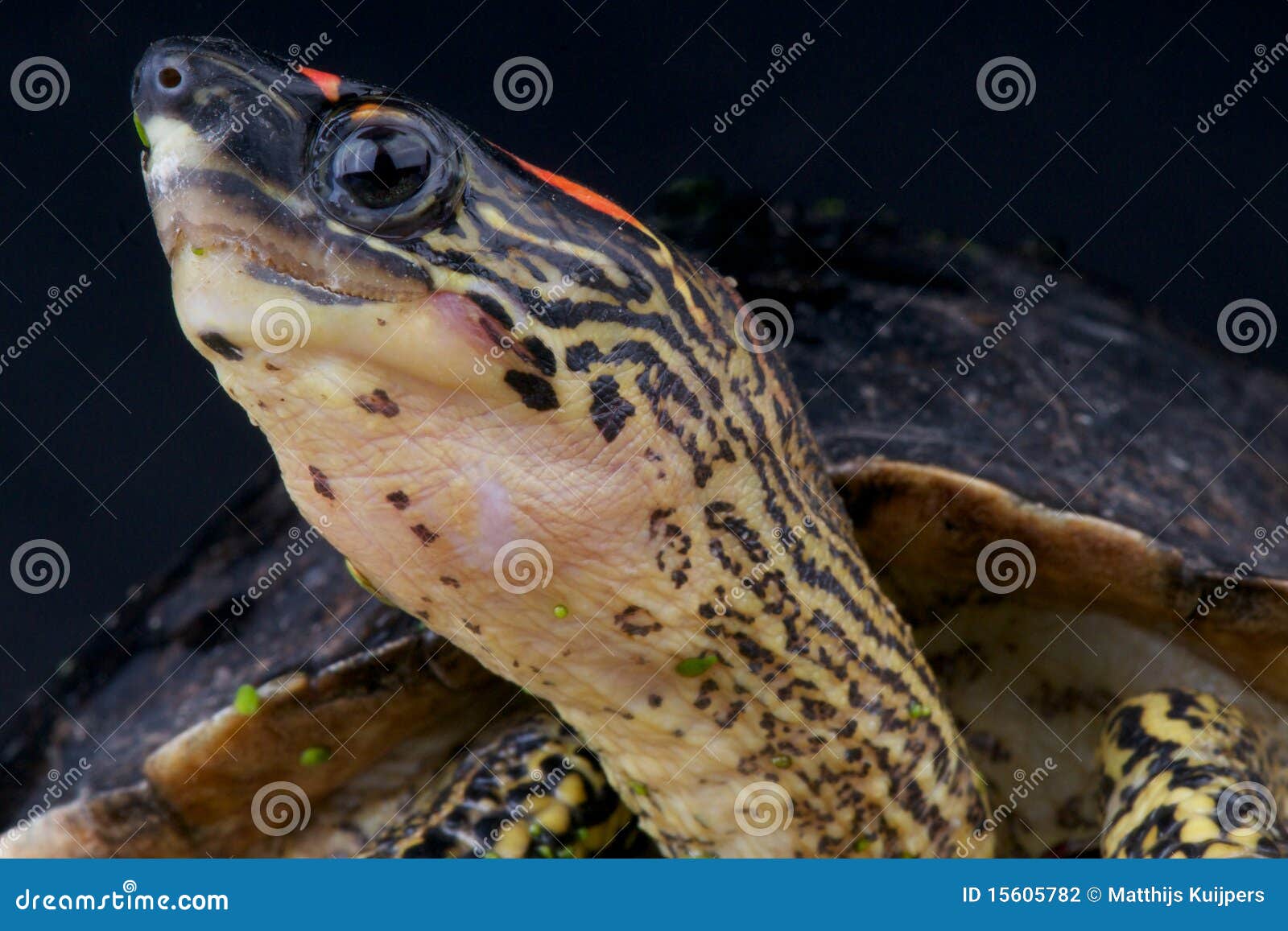 Spot-legged turtle stock photo. Image of aquatic, turtle - 15605782