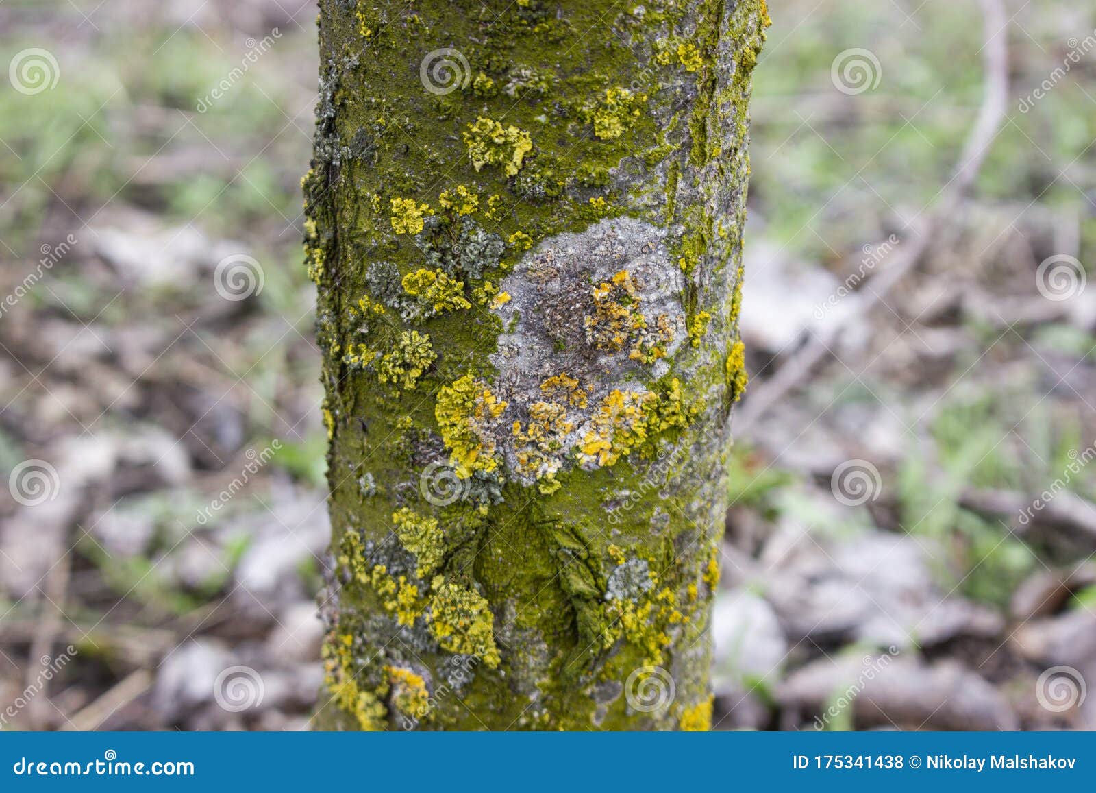 Diseases of Fruit Trees in the Garden. Damage To the Apple Fungus ... Diseases of Fruit Trees in the Garden. Damage To the Apple Fungus ...
