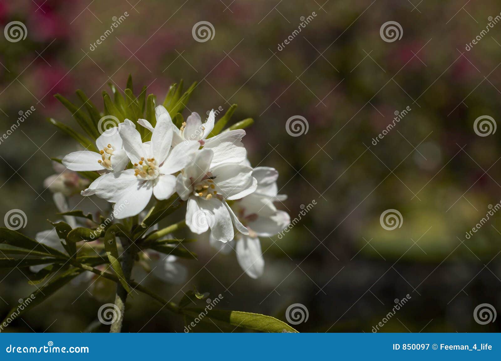 Spot-lighted Flowers stock image. Image of focus, vibrant - 850097