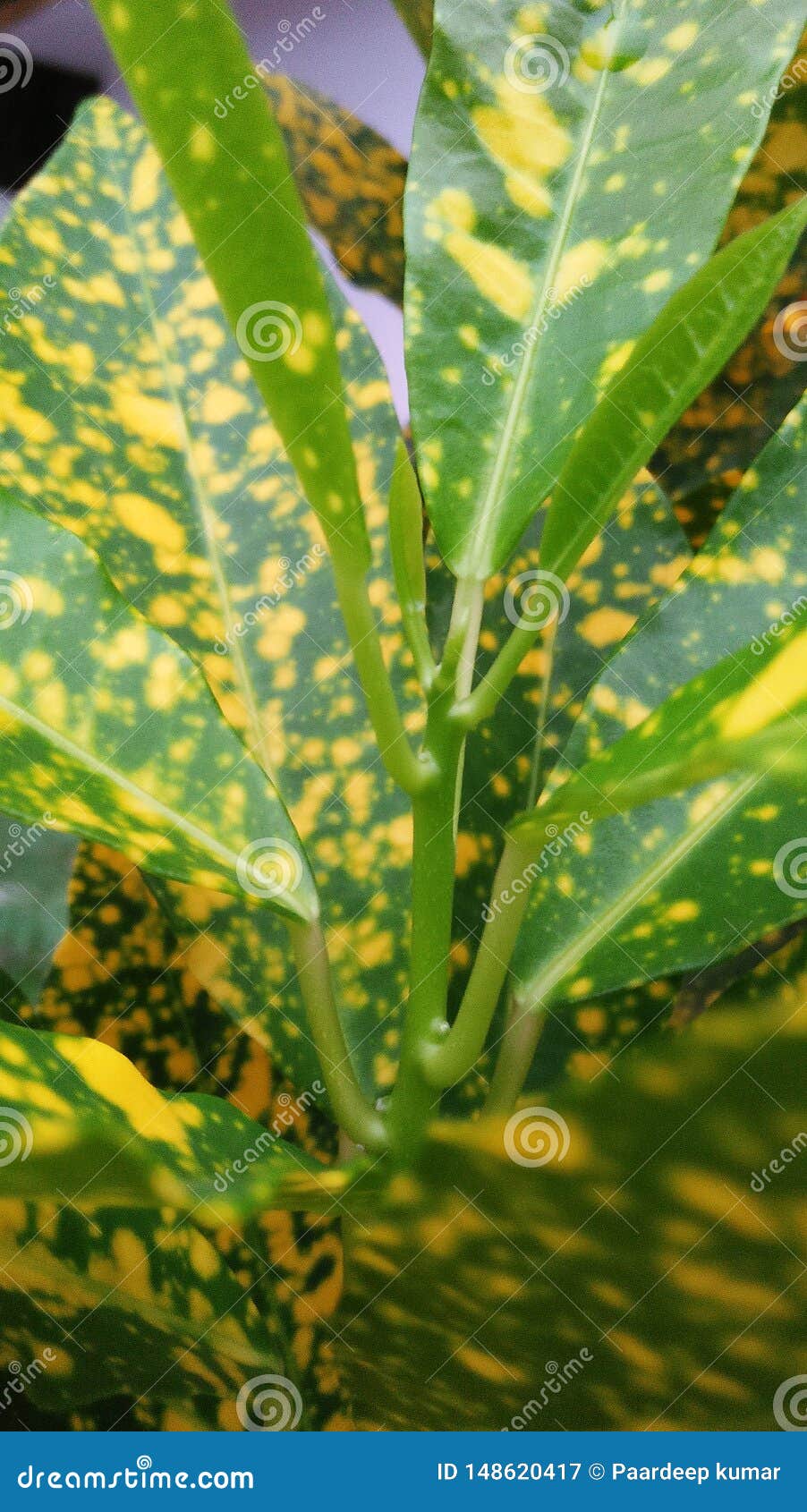 Spot of love stock image. Image of cute, shot, spot - 148620417