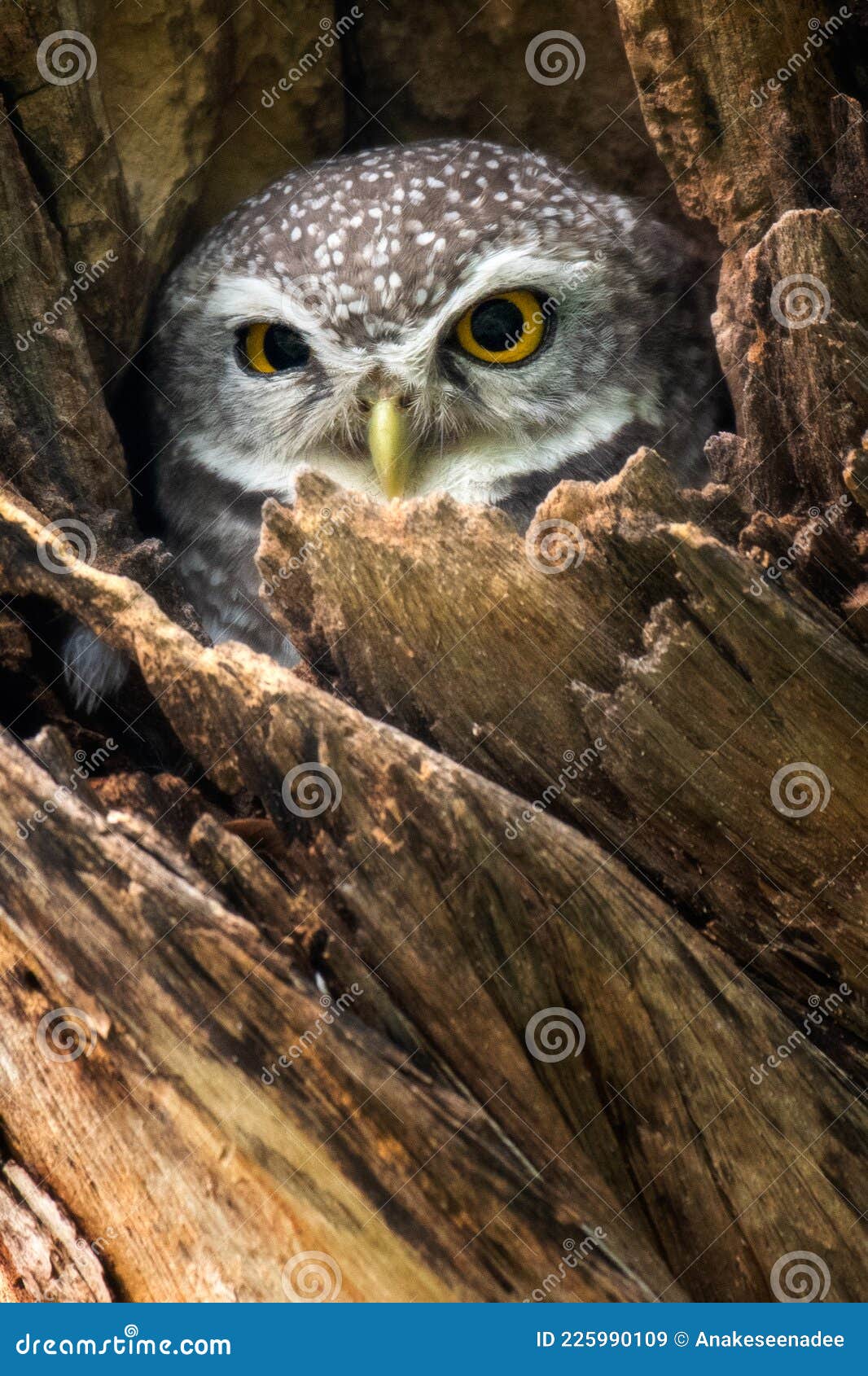 Spot Owl in Nature Perched on a Tree Stock Image - Image of forest ...
