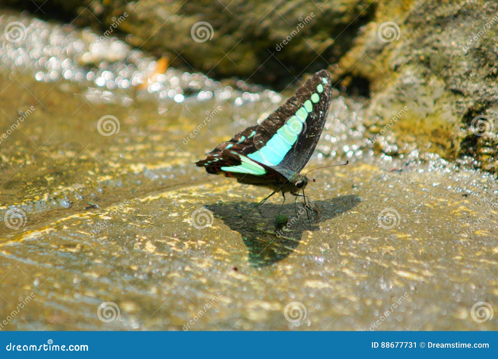 Spot Swordtail Graphium Nomius Butterfly Drinking Mineral Stock Image ...