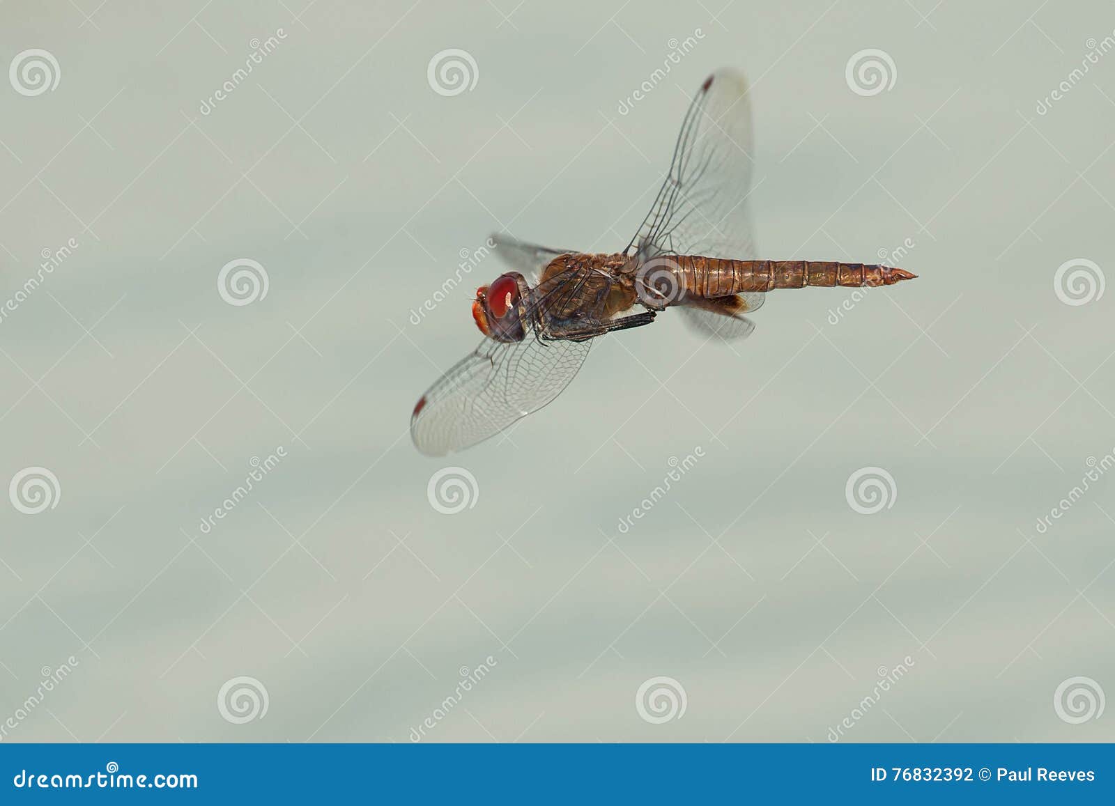 Spot-winged Glider Dragonfly - Pantala Hymenaea Stock Photo - Image of ...
