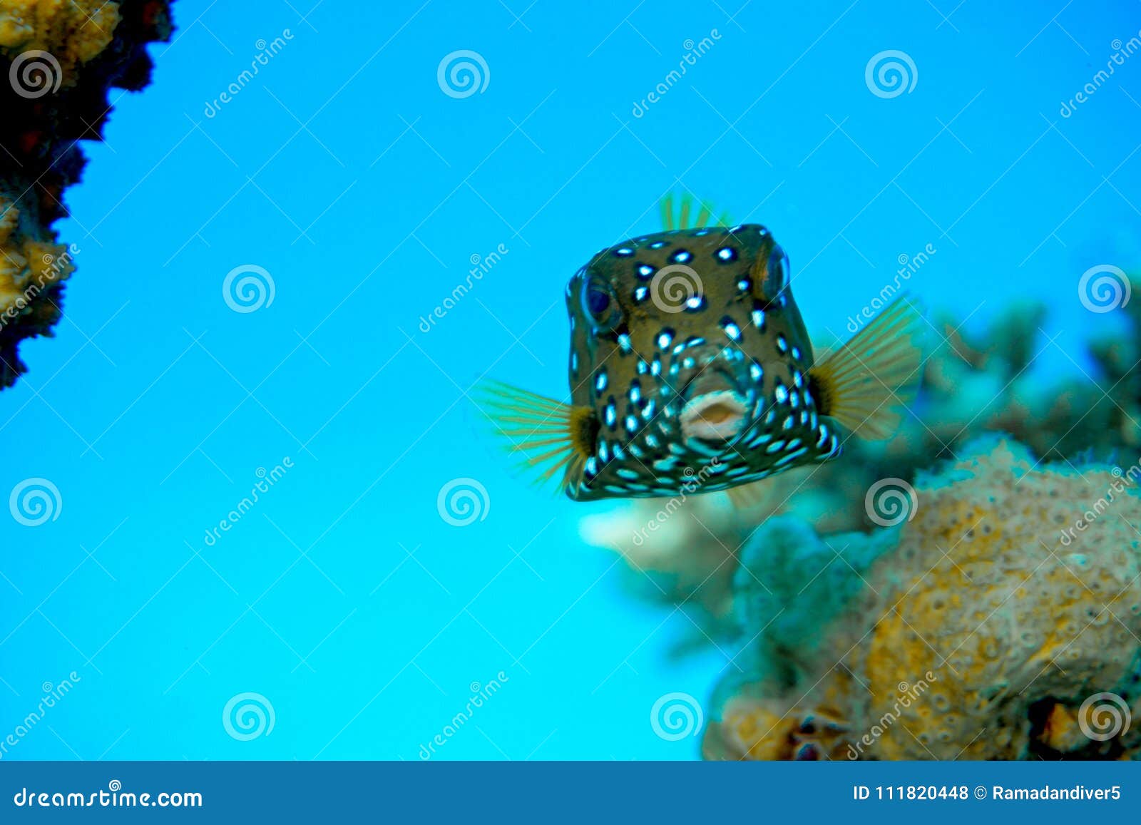 Spoted Box Fish stock photo. Image of ocean, spoted - 111820448