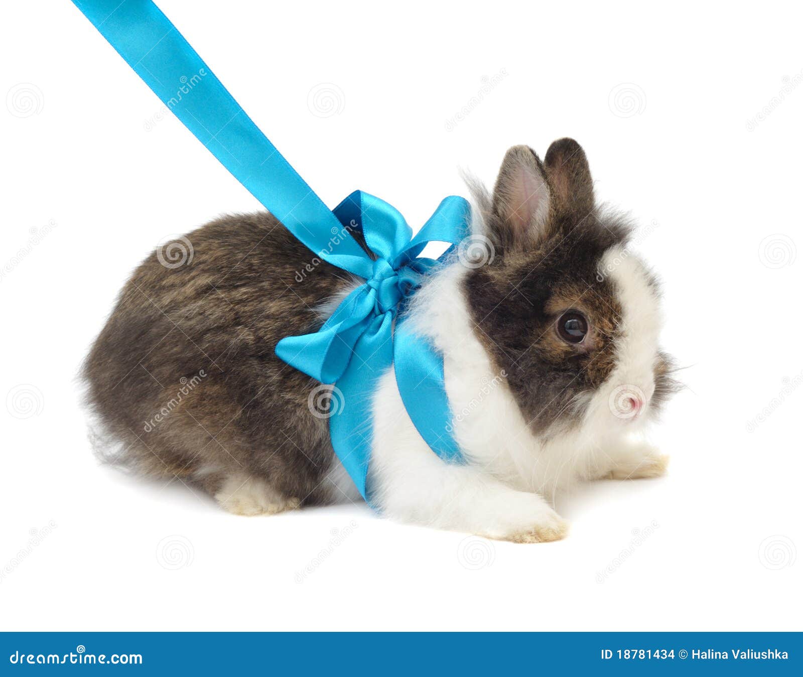 Spoted Rabbit with Blue Bow Stock Photo - Image of grey, cute: 18781434