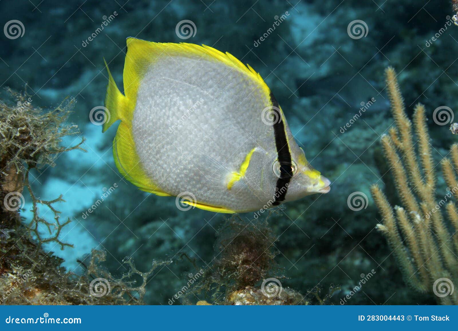 A Spotfin Butterflyfish Swimming Underwater Stock Image - Image of ...