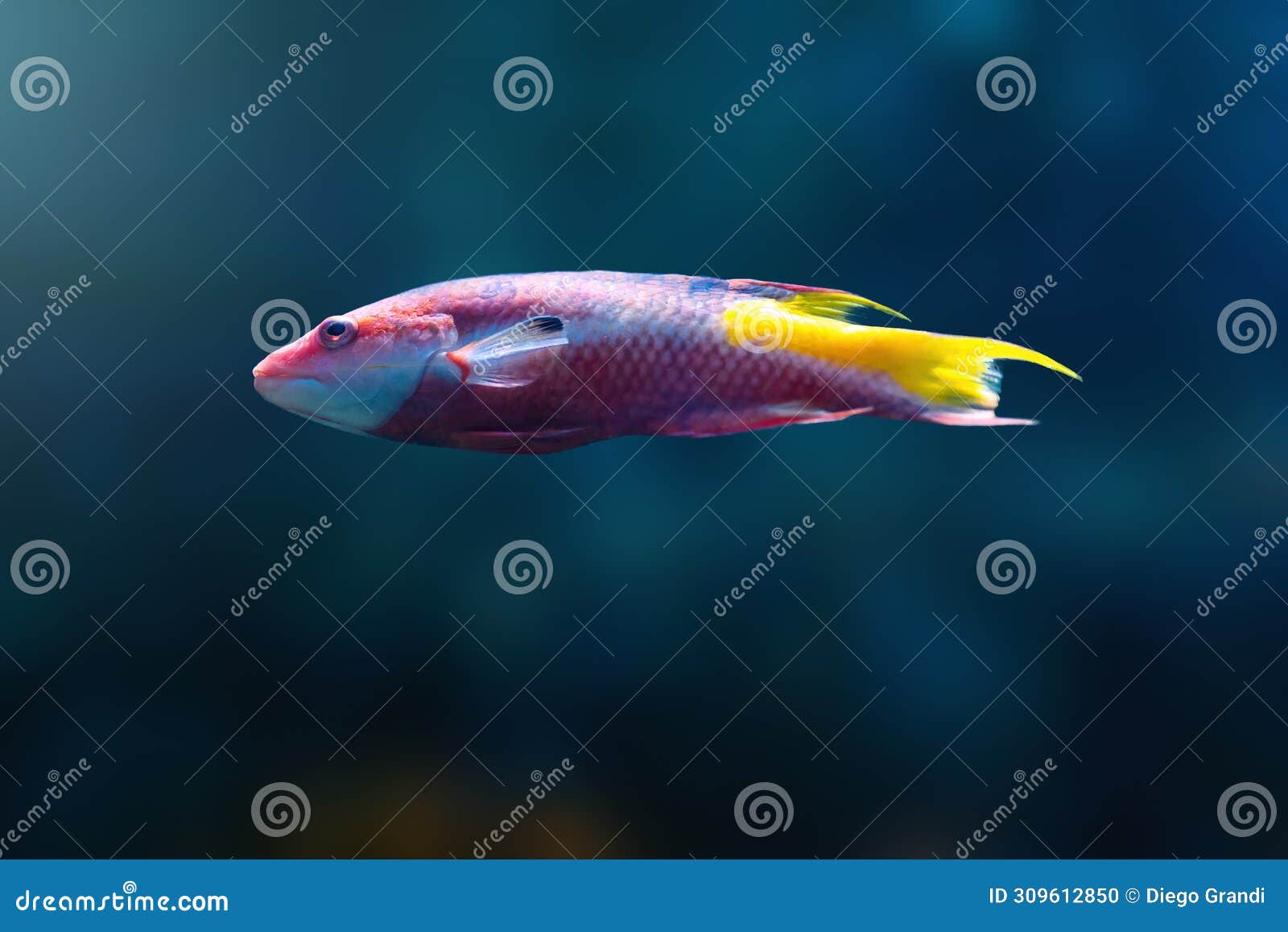 Spotfin Hogfish - Marine Fish Stock Photo - Image of beautiful, cute: 309612850
