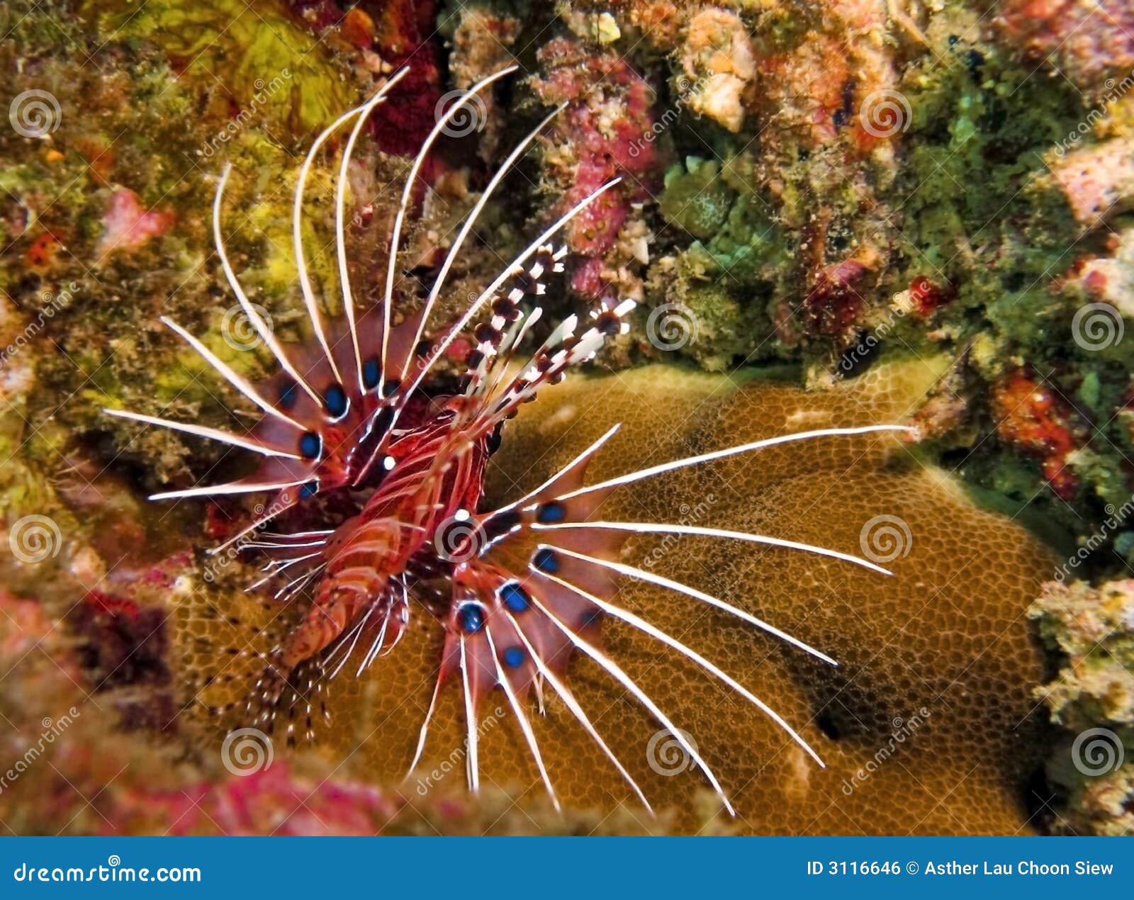 Spotfin Lionfish stock photo. Image of scorpaenidae, coral - 3116646