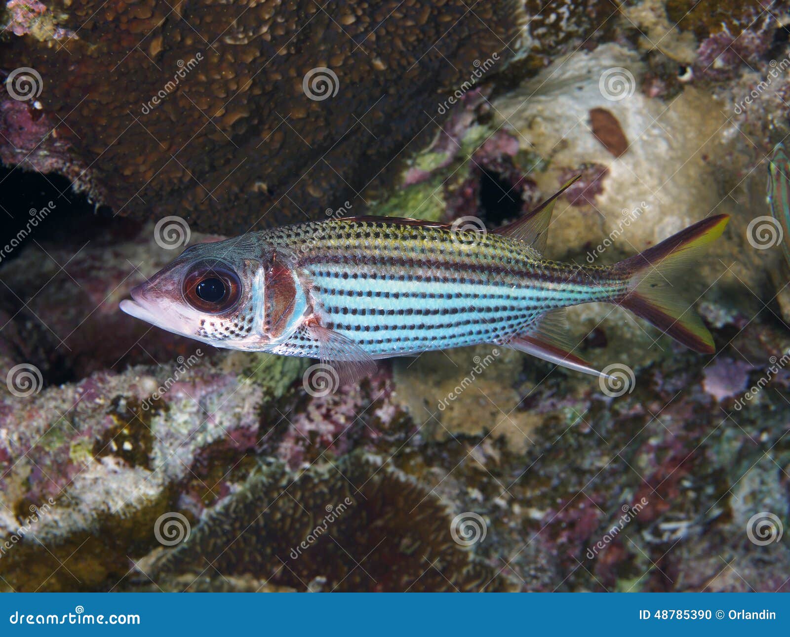 Spotfin squirrelfish stock photo. Image of spotfin, sammara - 48785390