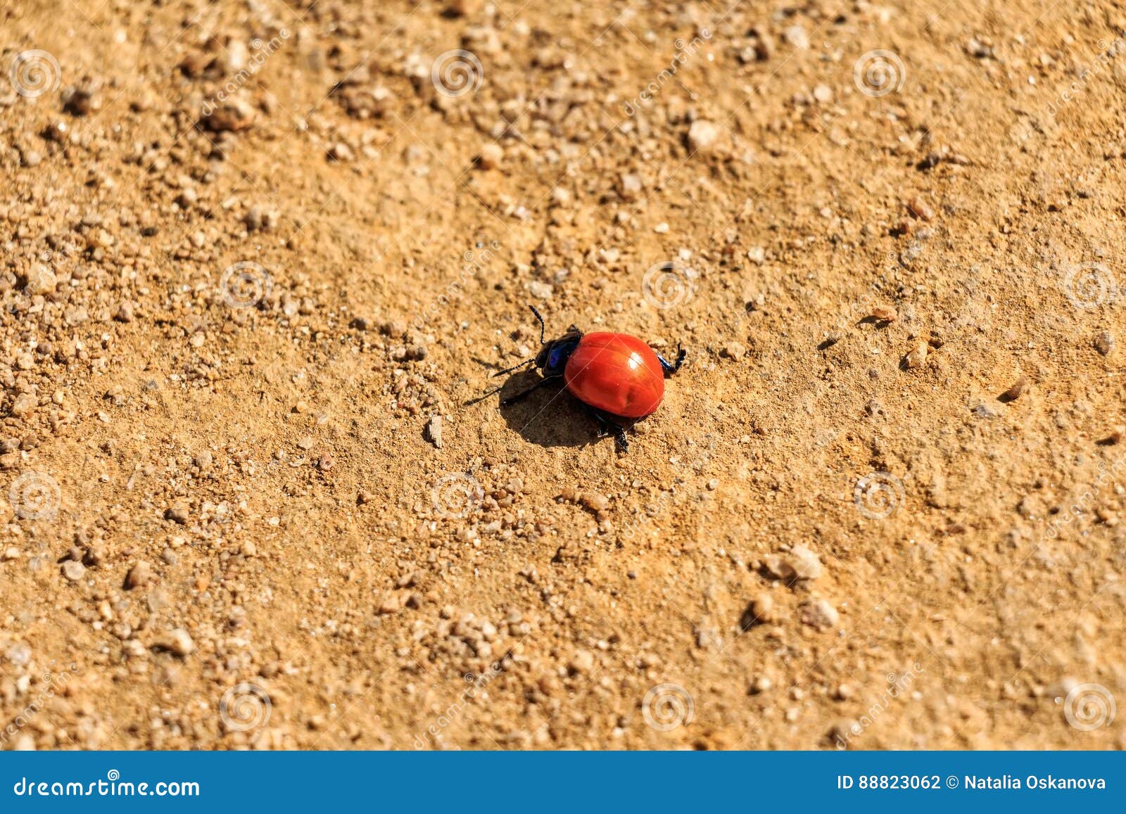 Spotless Ladybird on Ground Stock Photo - Image of afraid, game: 88823062
