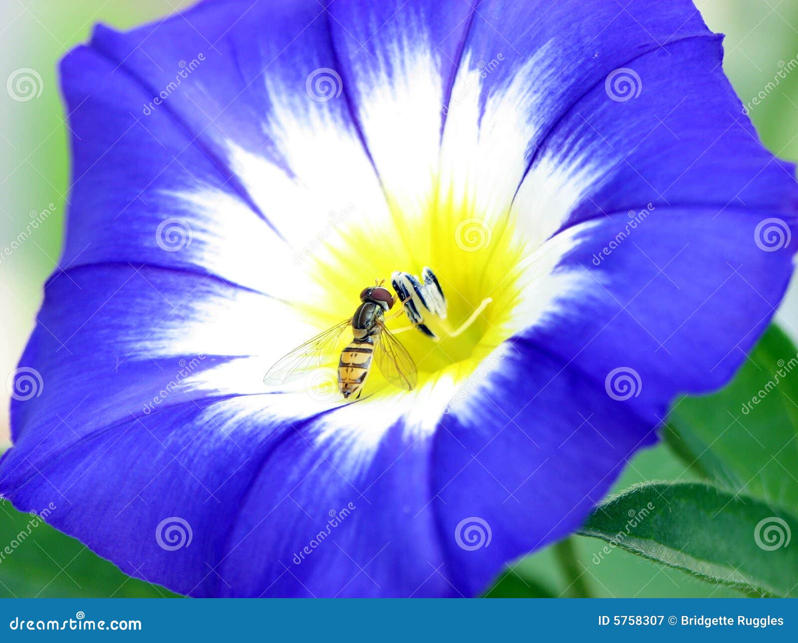 388 Bee Morning Glory Stock Photos - Free & Royalty-Free Stock Photos ...