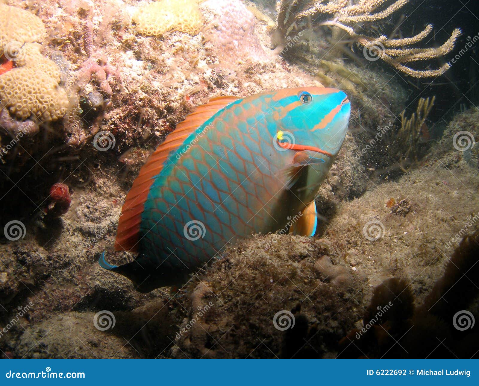 Spotlight Parrotfish Stock Photography | CartoonDealer.com #6222692