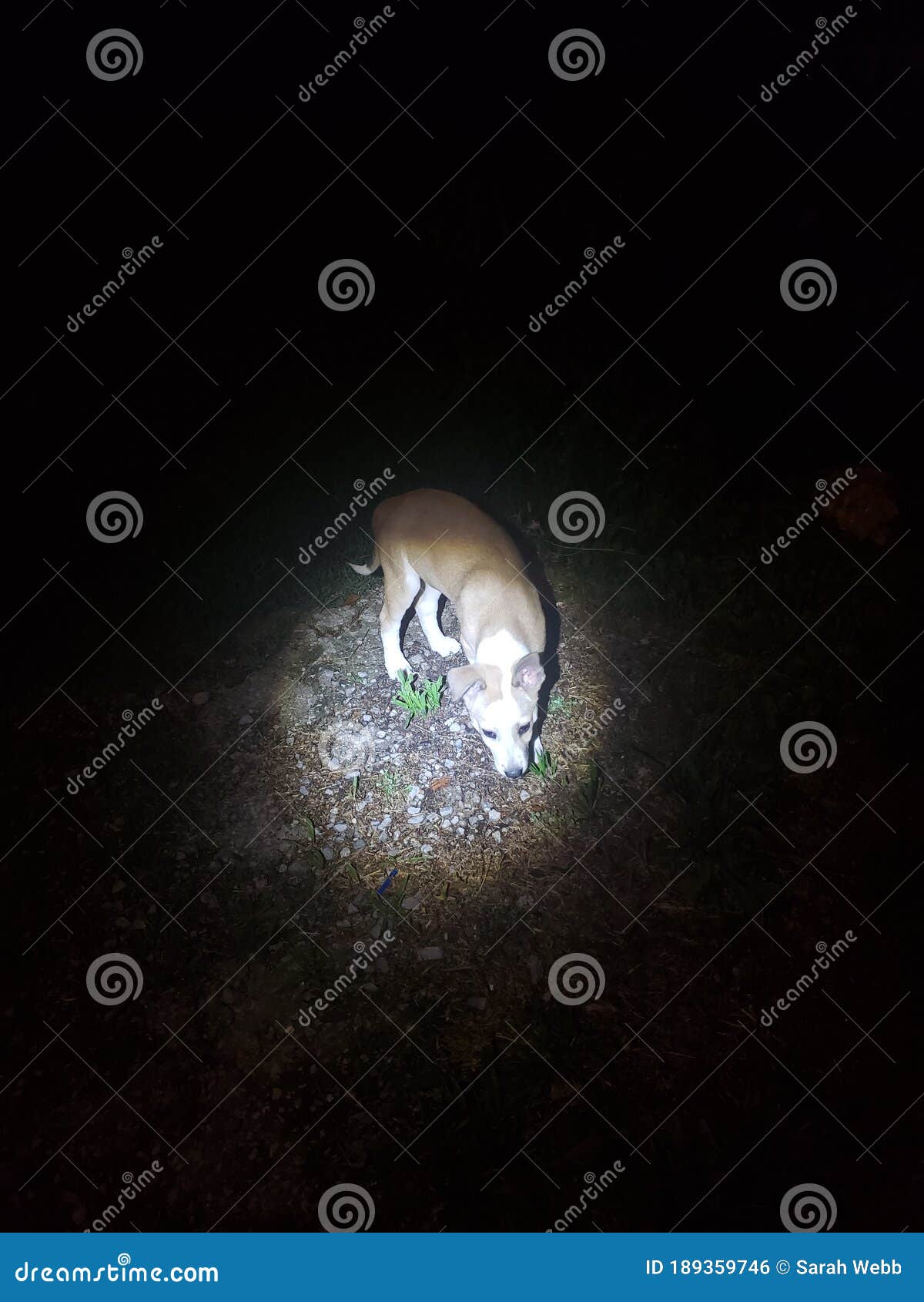 Spotlight puppy stock photo. Image of pets, babies, spotlight - 189359746