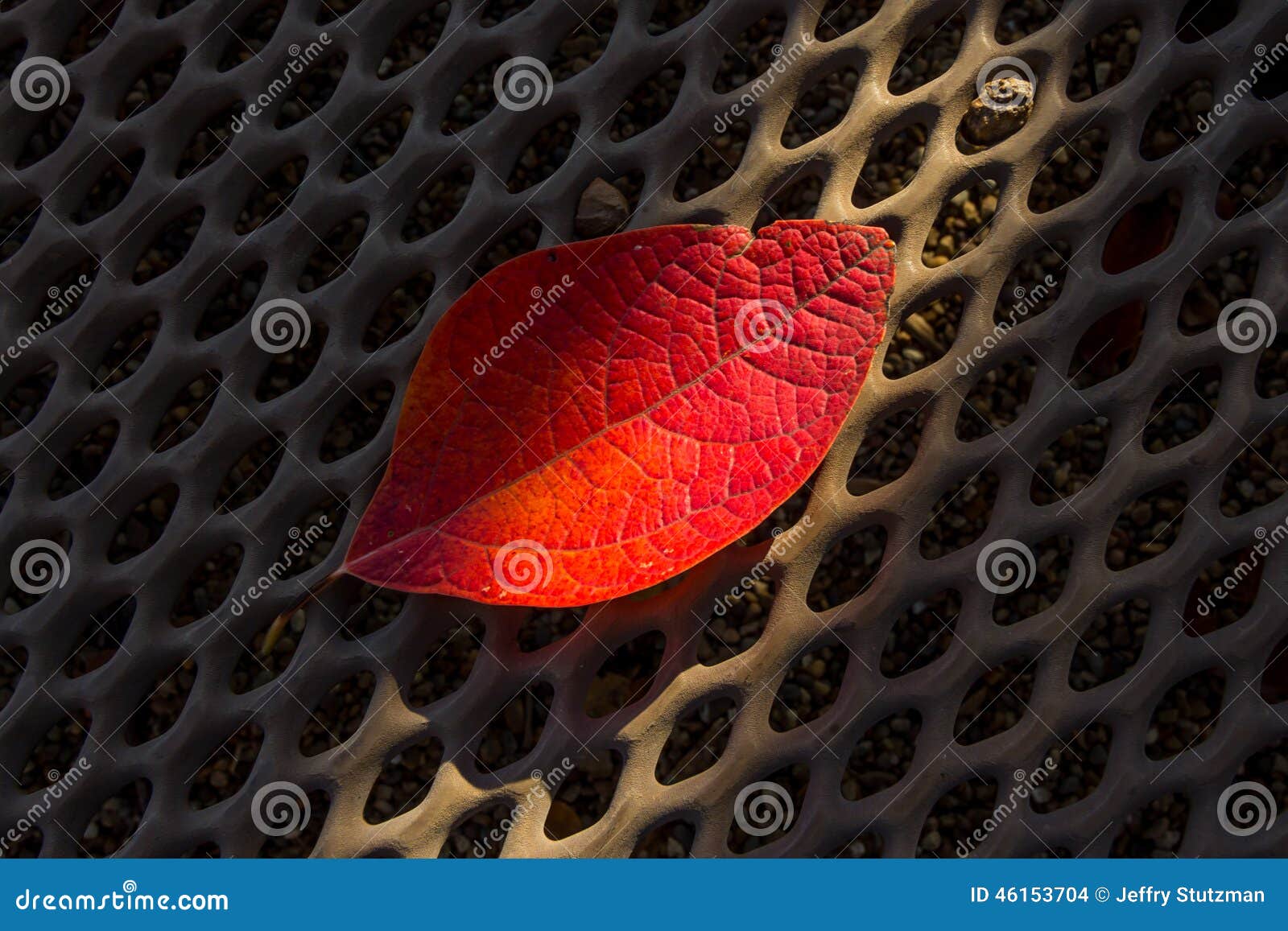 Spotlight stock photo. Image of foliage, horizontal, beauty - 46153704