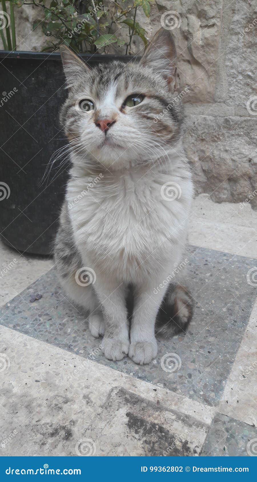 Spots the cat stock photo. Image of little, spots, looking - 99362802