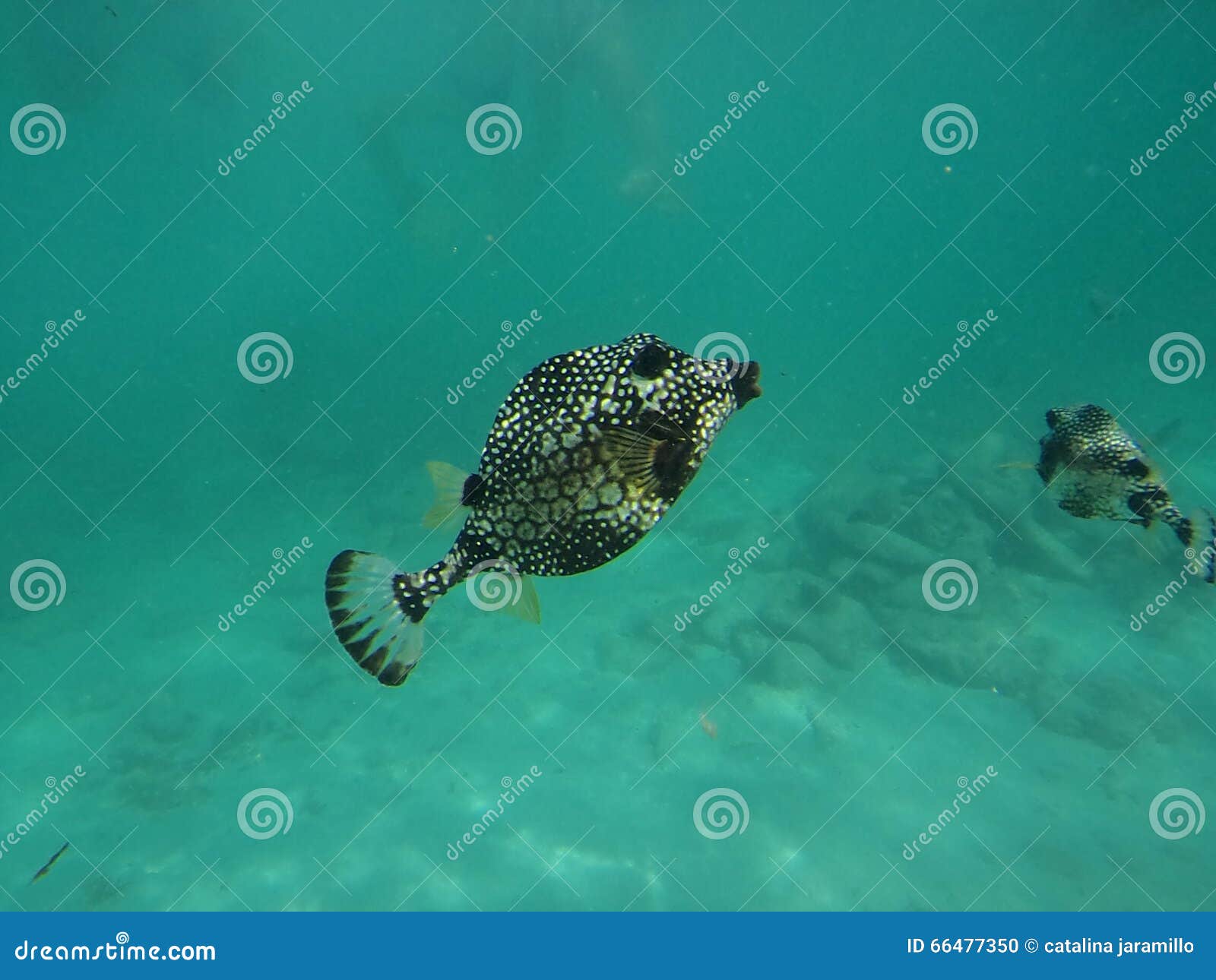 Spots fish stock photo. Image of environment, spots, fish - 66477350