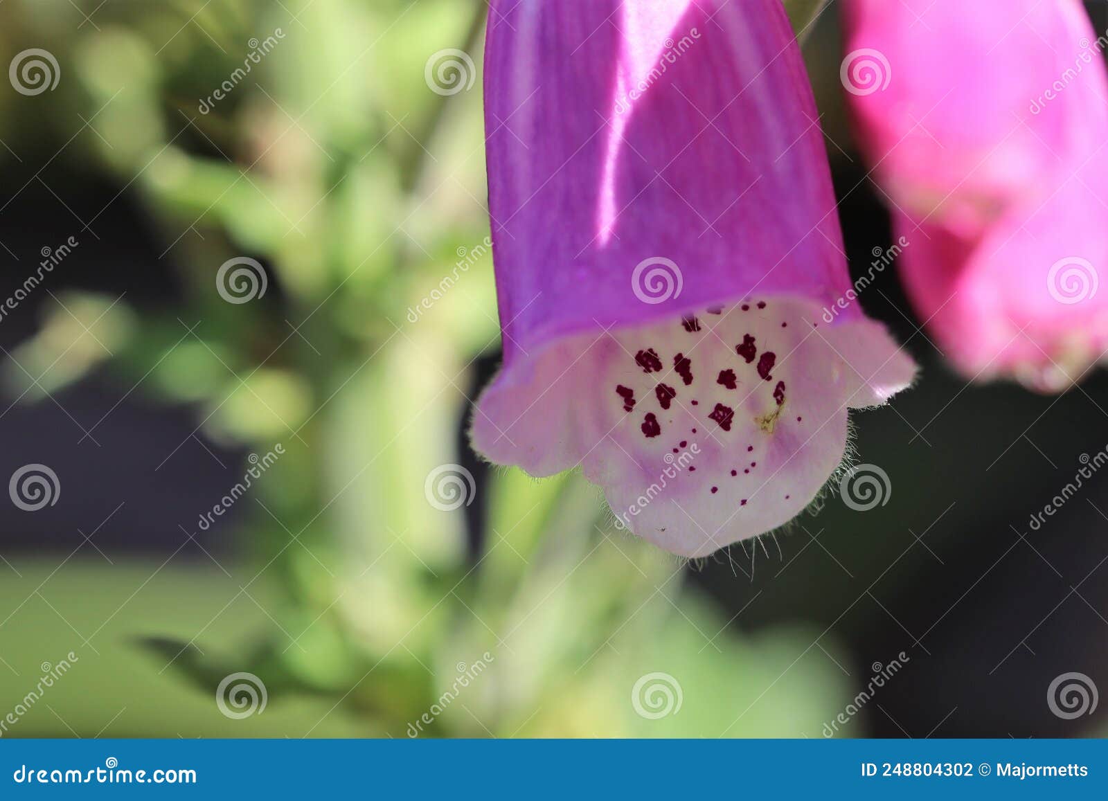 Spots inside foxglove stock photo. Image of fuzz, spotted - 248804302