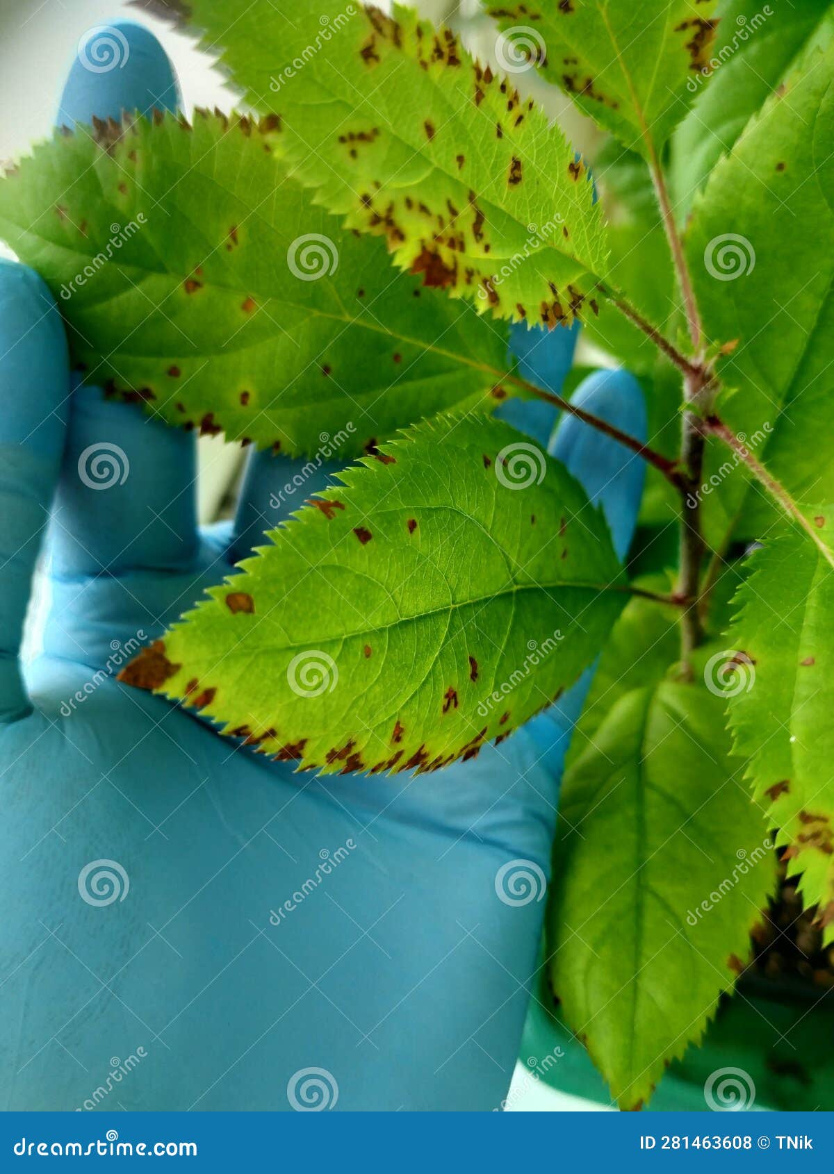 Spots on the Leaves of an Apple Tree, a Study of Diseases of ...