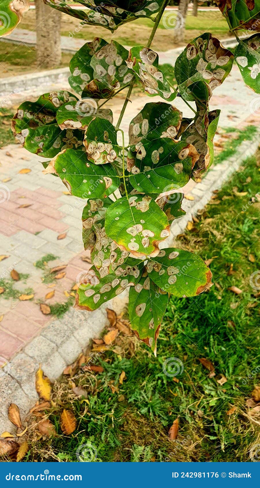 Spots on Pongamia Leaves.pongamia or Sukh Chain Tree Branches Withe ...