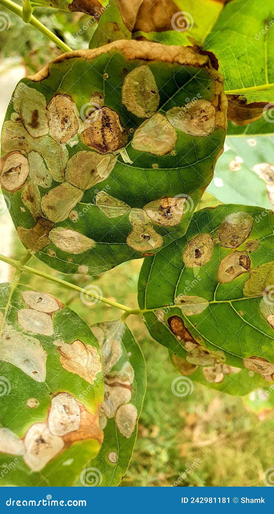 Spots on Pongamia Leaves.pongamia or Sukh Chain Tree Branches Withe ...