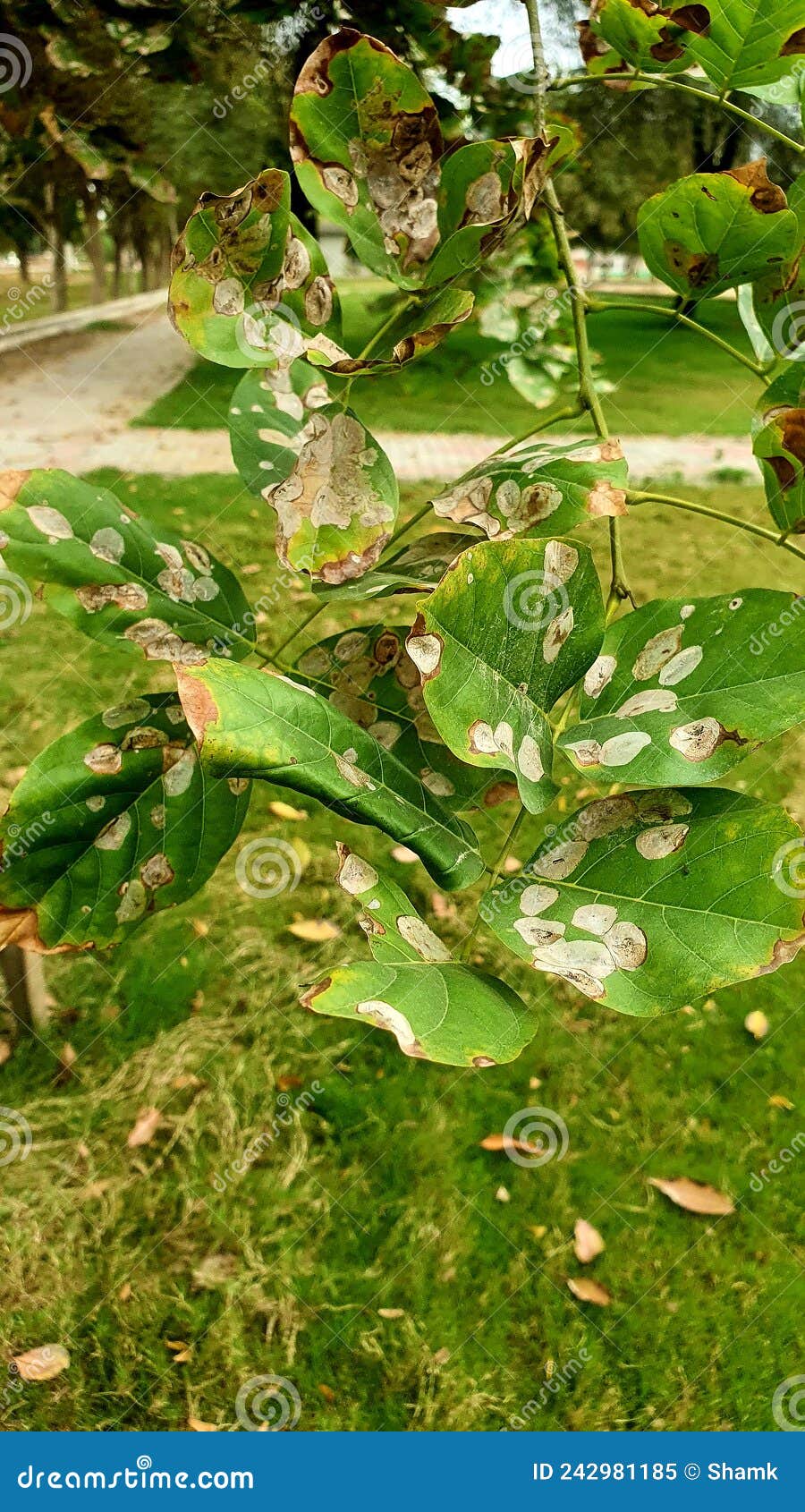 Sukh Chain Stock Photos - Free & Royalty-Free Stock Photos from Dreamstime