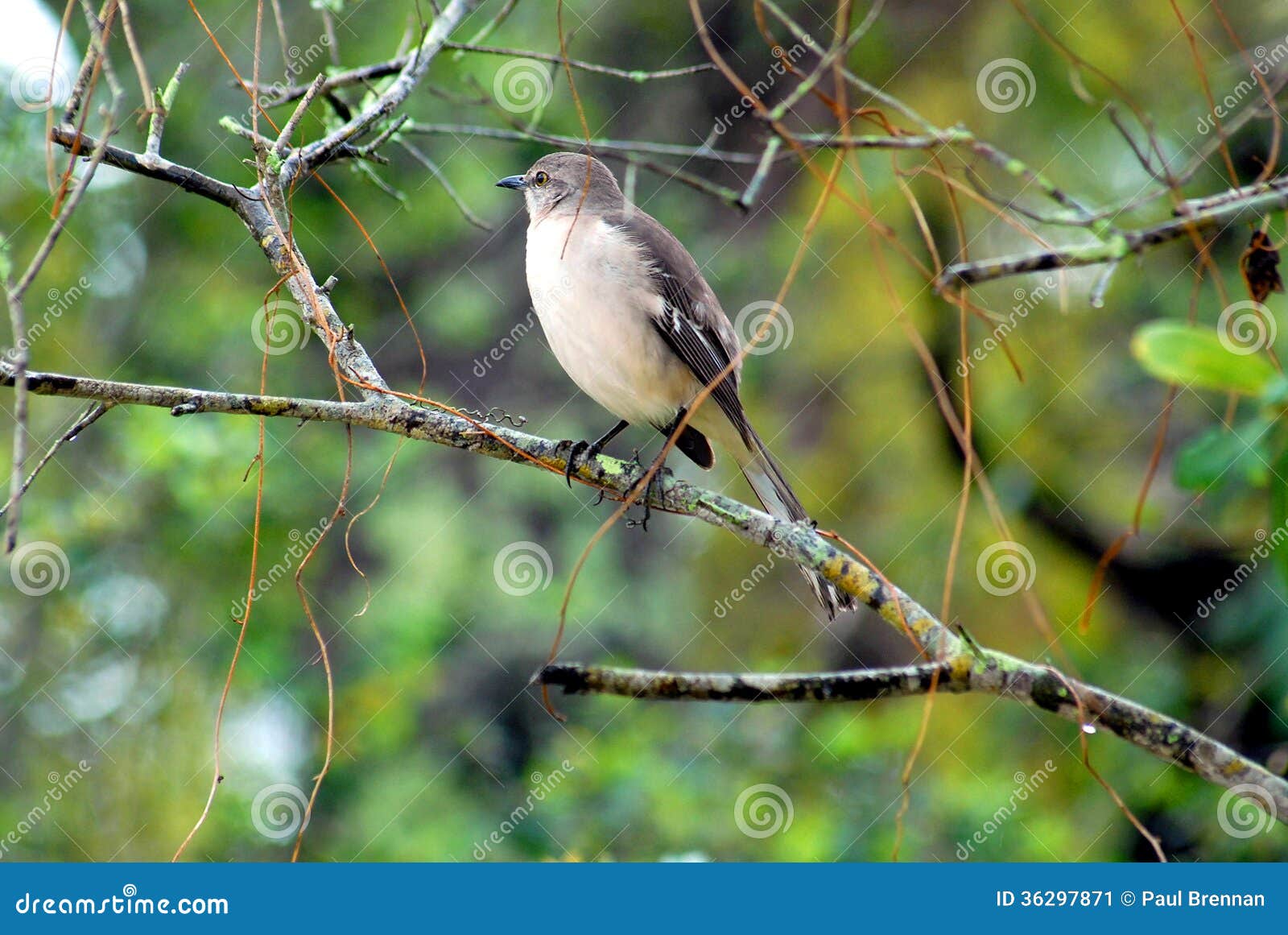Spottdrossel auf Baumast stockbild. Bild von hintergrund - 36297871