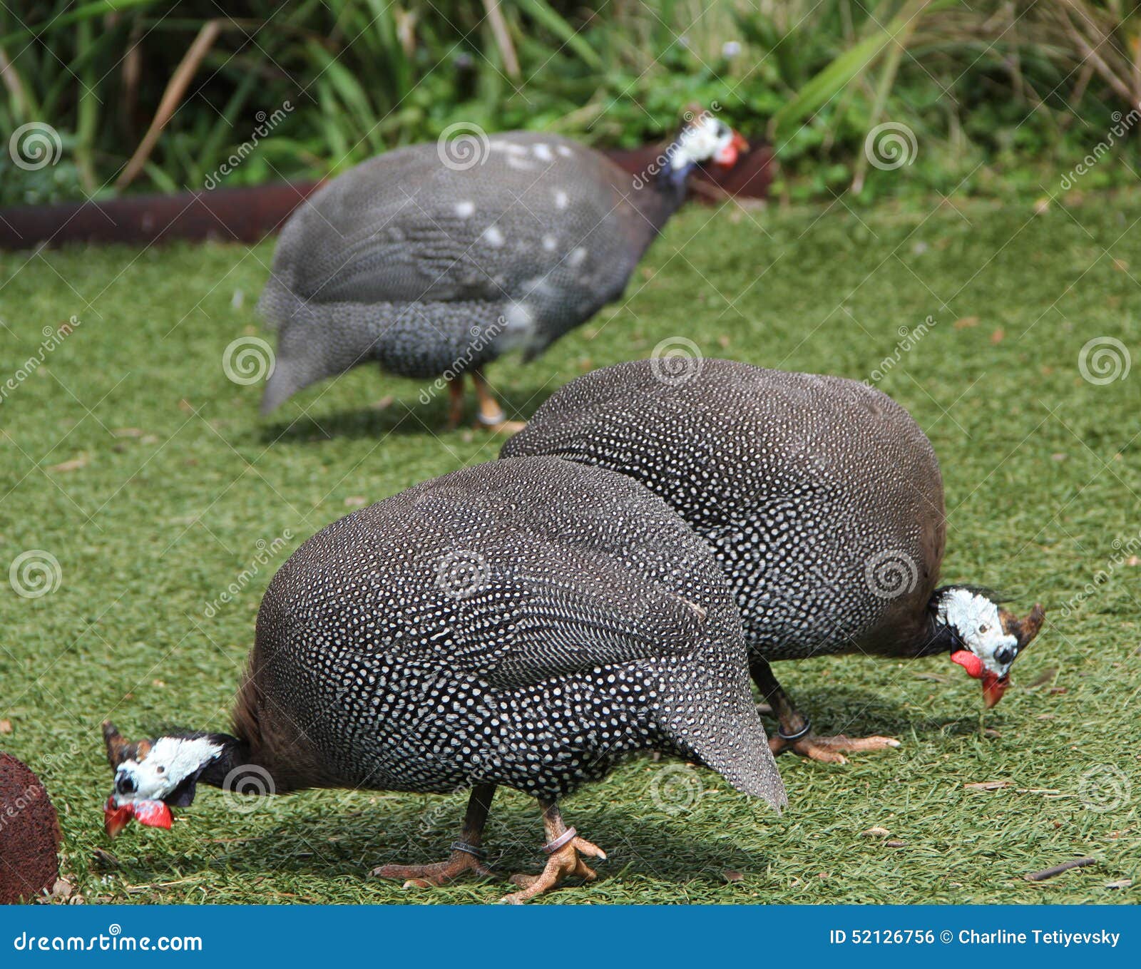 Spotted Australian Peafowl stock photo. Image of melbourne - 52126756