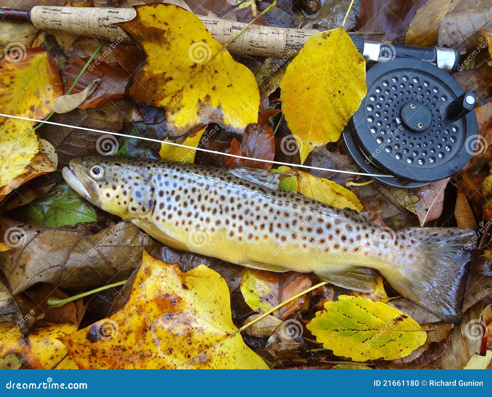 Spotted Autumn Brown Trout stock photo. Image of tackle - 21661180