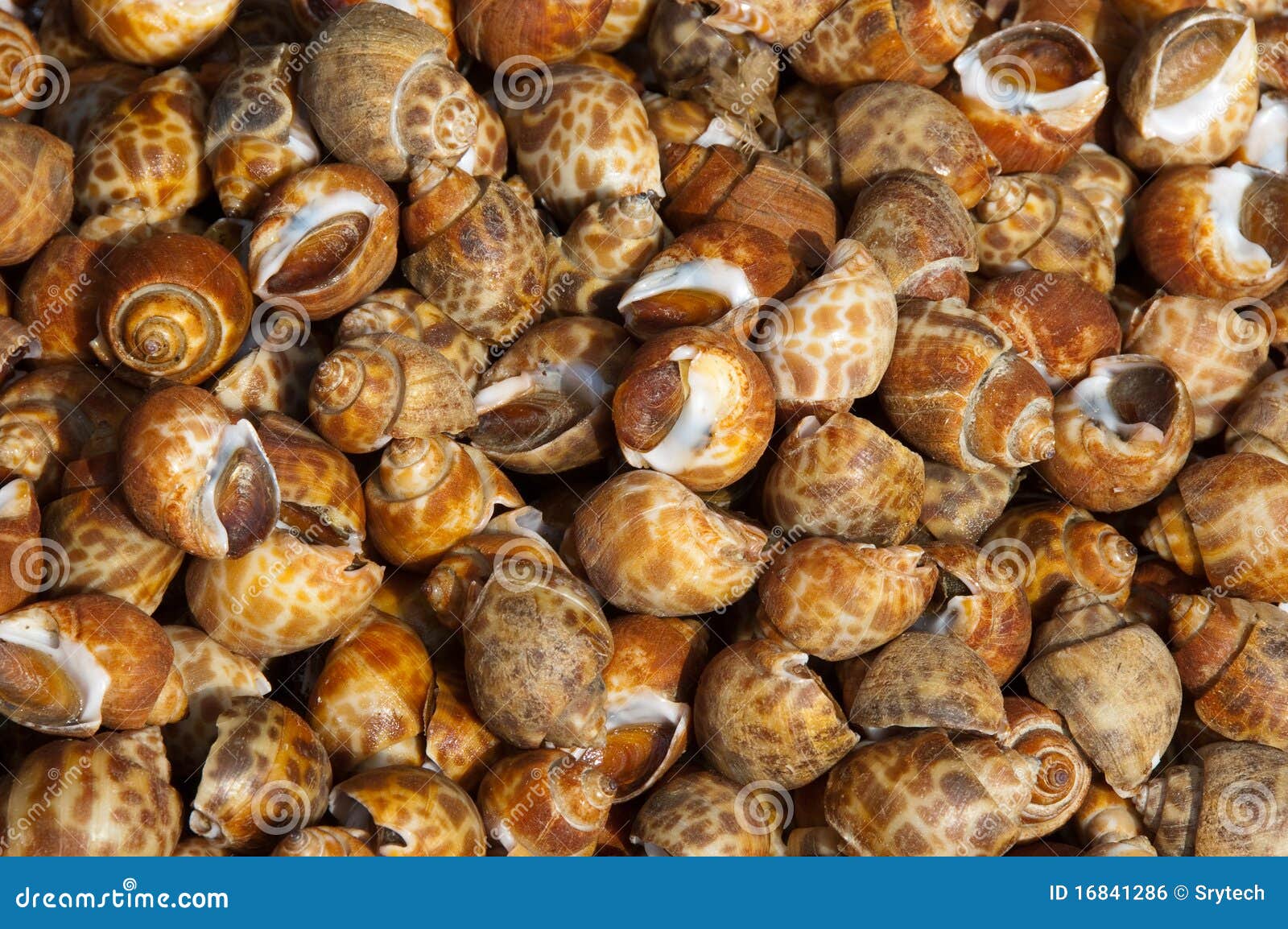 Spotted Babylon In Plastic Container. Stock Photography | CartoonDealer ...