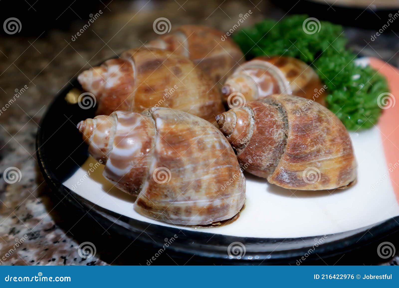 Spotted Babylon, Babylonia Areolata or Shell Stock Photo - Image of ...