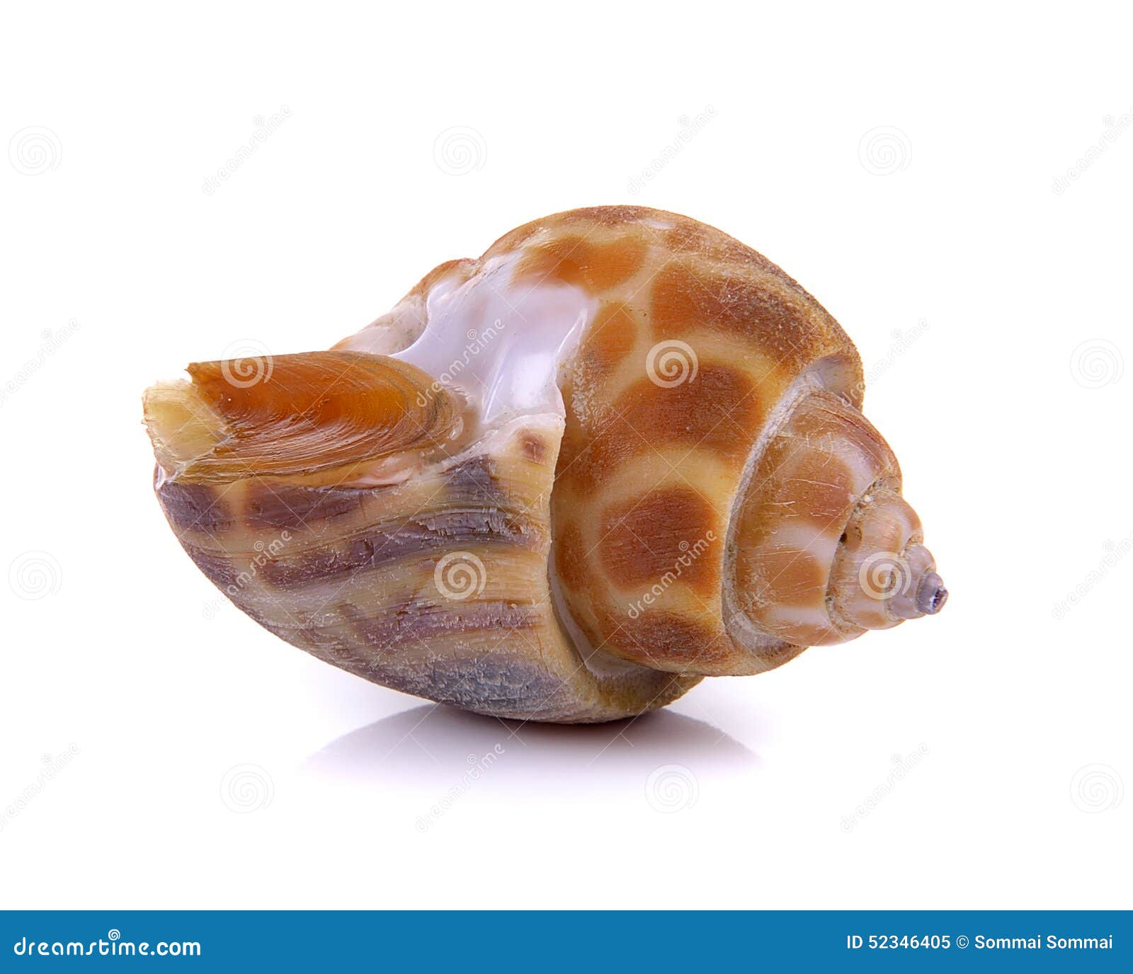 Spotted Babylon In Plastic Container. Stock Photography | CartoonDealer ...