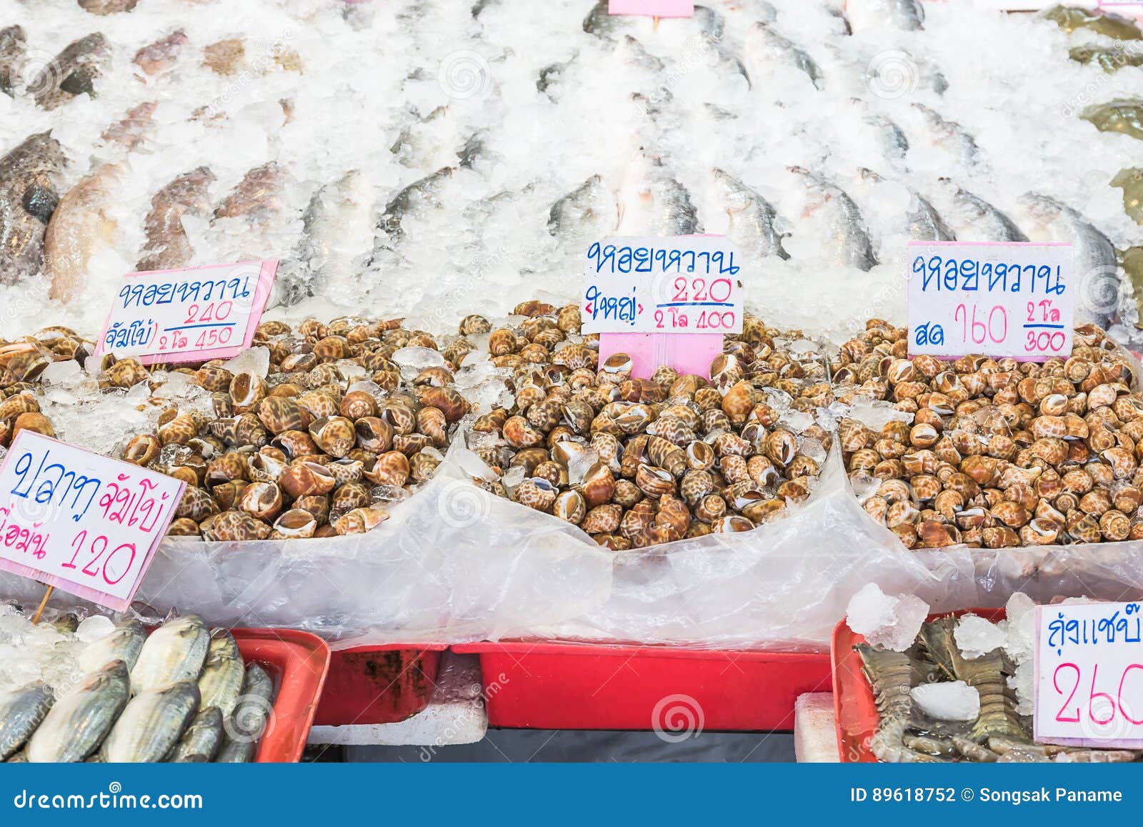 Spotted Babylon Shell Sold in the Market Stock Photo - Image of sale ...