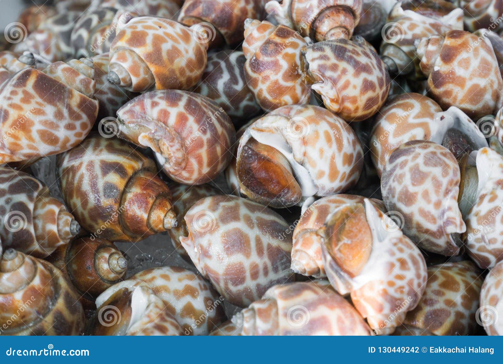 Spotted babylon shell stock photo. Image of babylon - 130449242