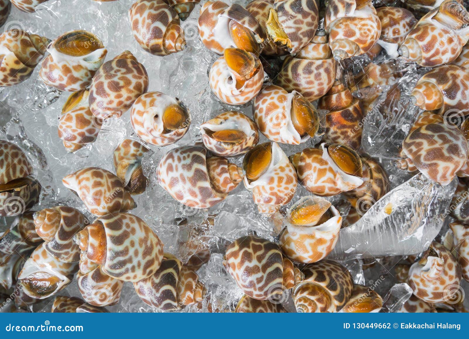 Spotted babylon shell stock photo. Image of cuisine - 130449662