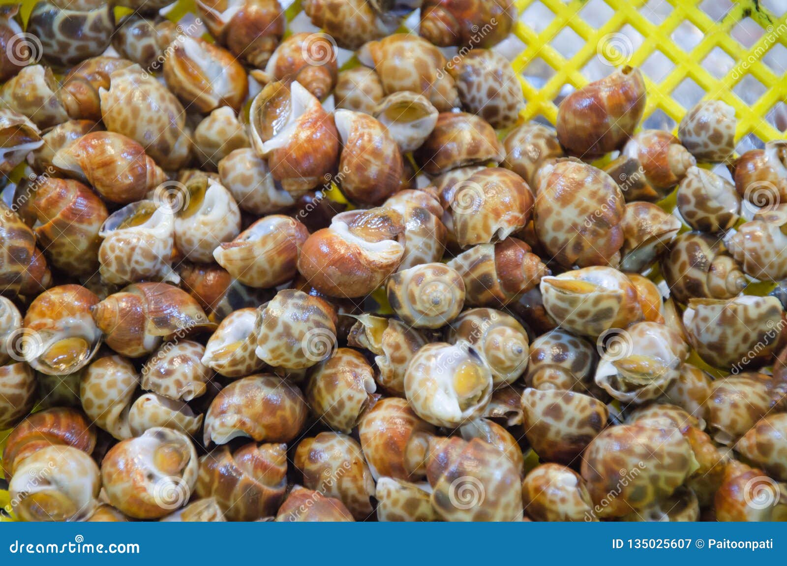 Spotted Babylon Snail in Thai Market Stock Image - Image of seashell ...