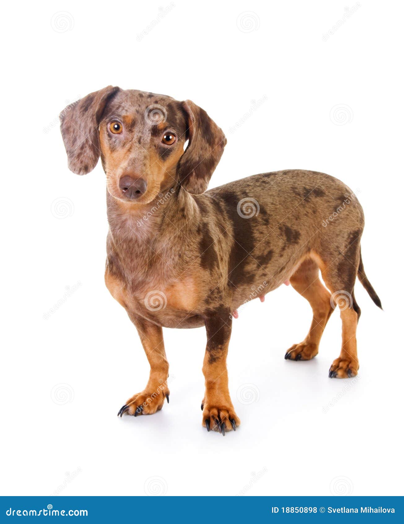 Spotted Badger Dog Stock Photos - Free & Royalty-Free Stock Photos from ...