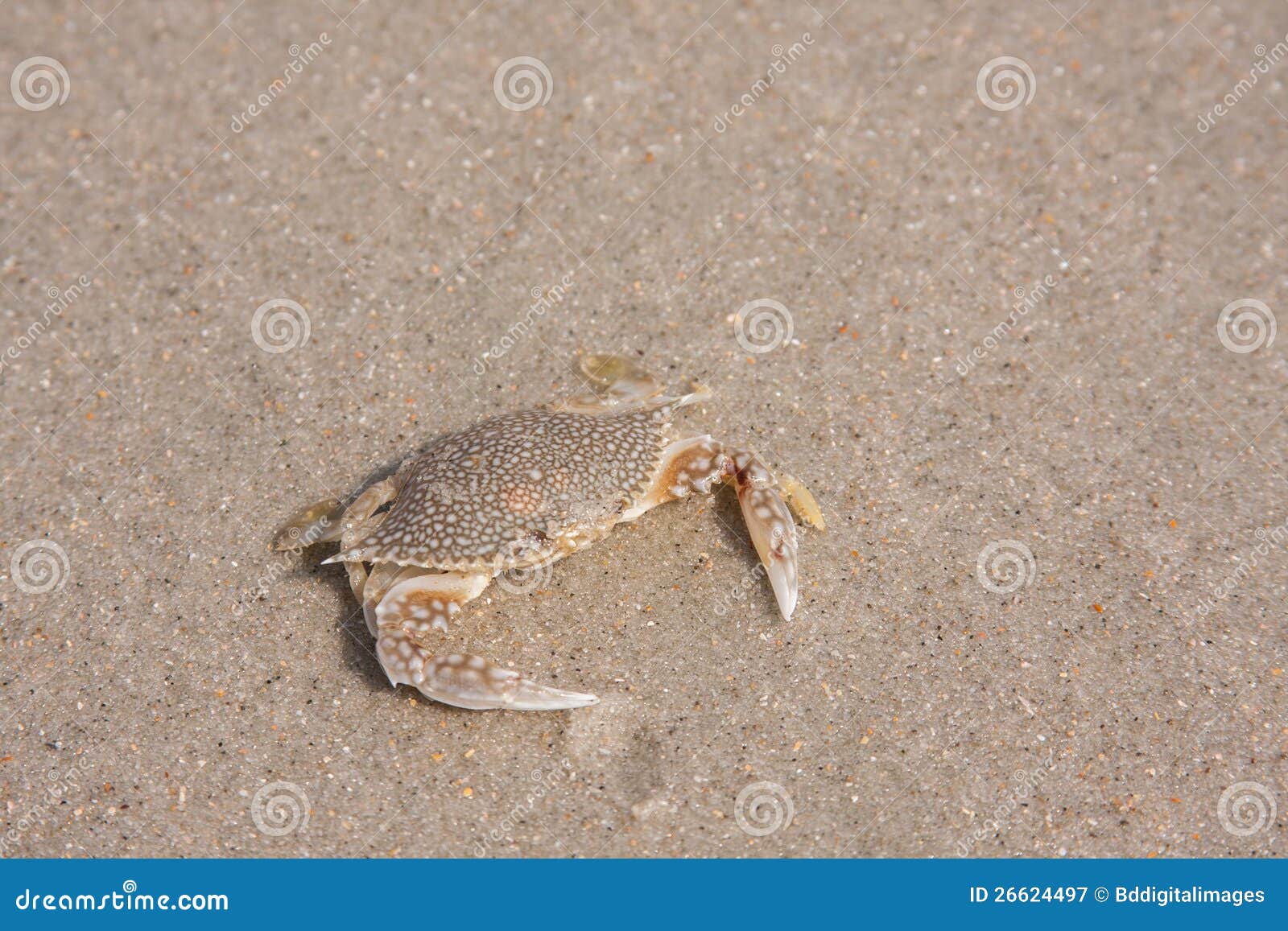 Spotted Beach Crab stock image. Image of creature, animal - 26624497 Spotted Beach Crab stock image. Image of creature, animal - 26624497
