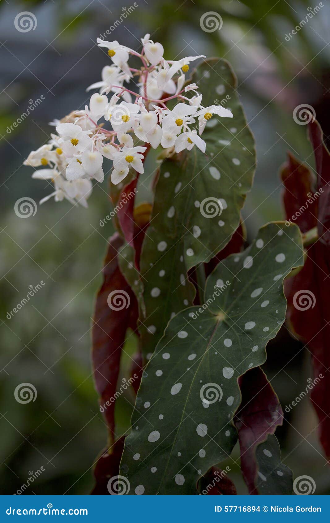 Spotted Begonia stock photo. Image of maculata, botanical - 57716894