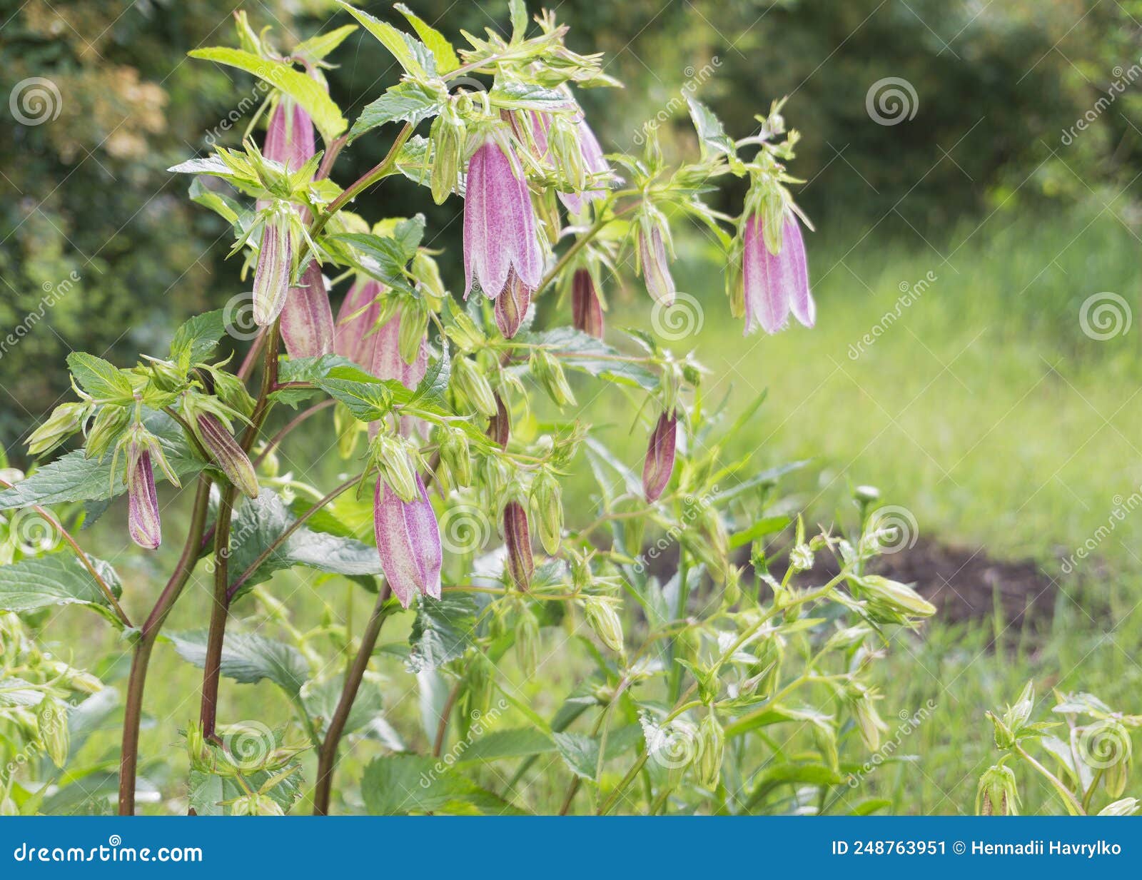 Spotted Bellflower, Cherry Bells, Campanula Punctata 2 Stock Image ...