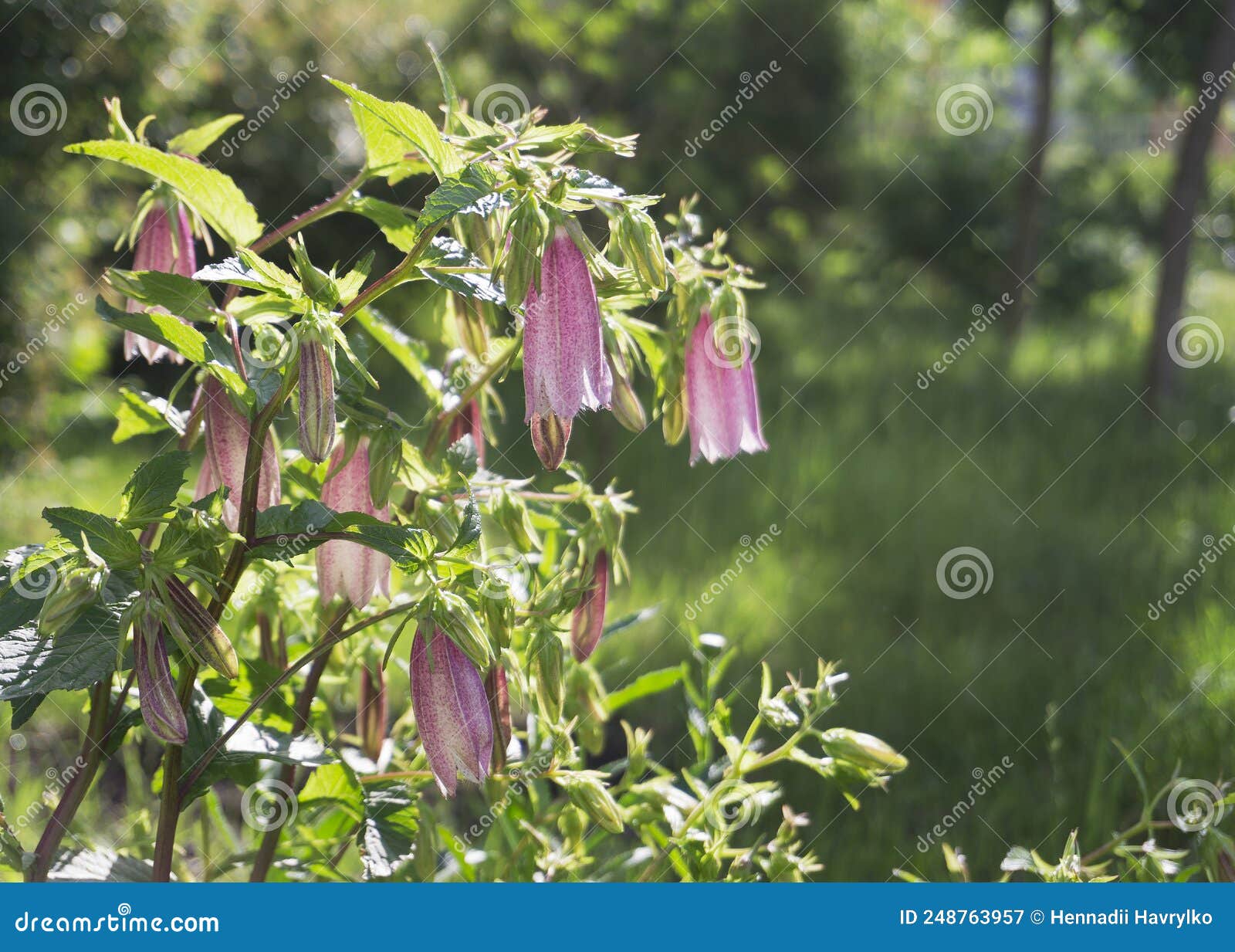 Spotted Bellflower, Cherry Bells, Campanula Punctata Stock Image ...