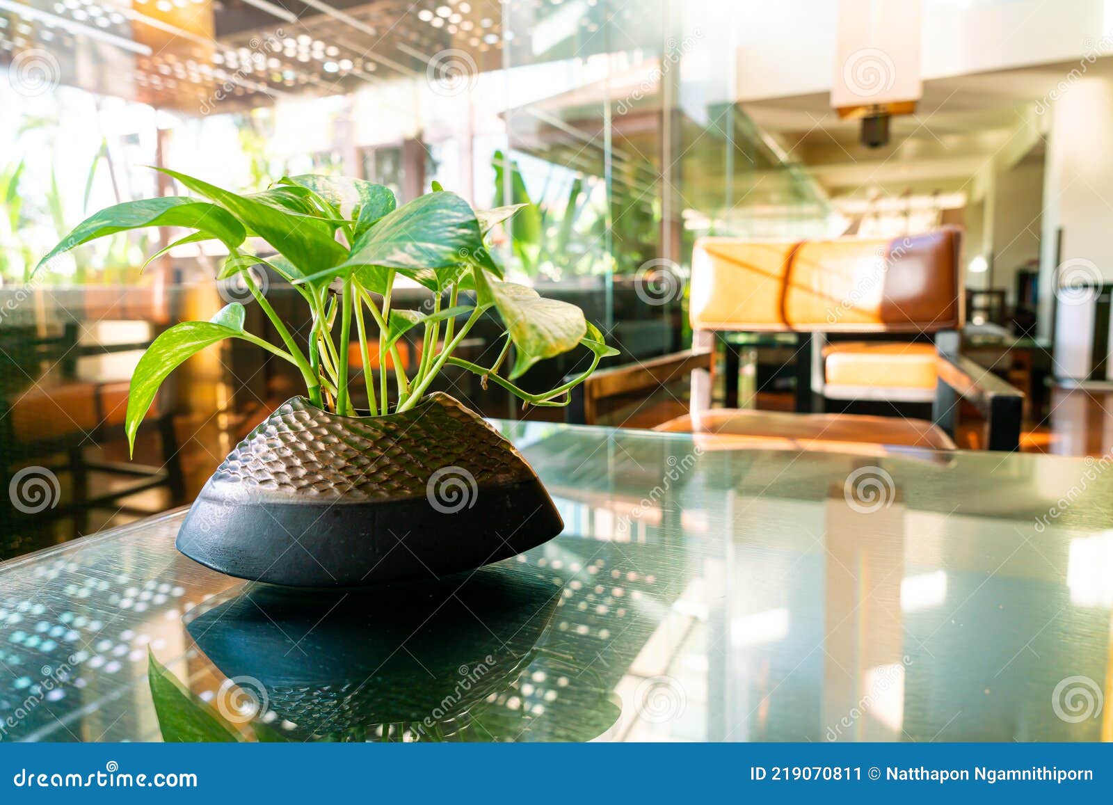 Spotted Betel in Pot on Table Stock Image - Image of lifestyle, healthy ...