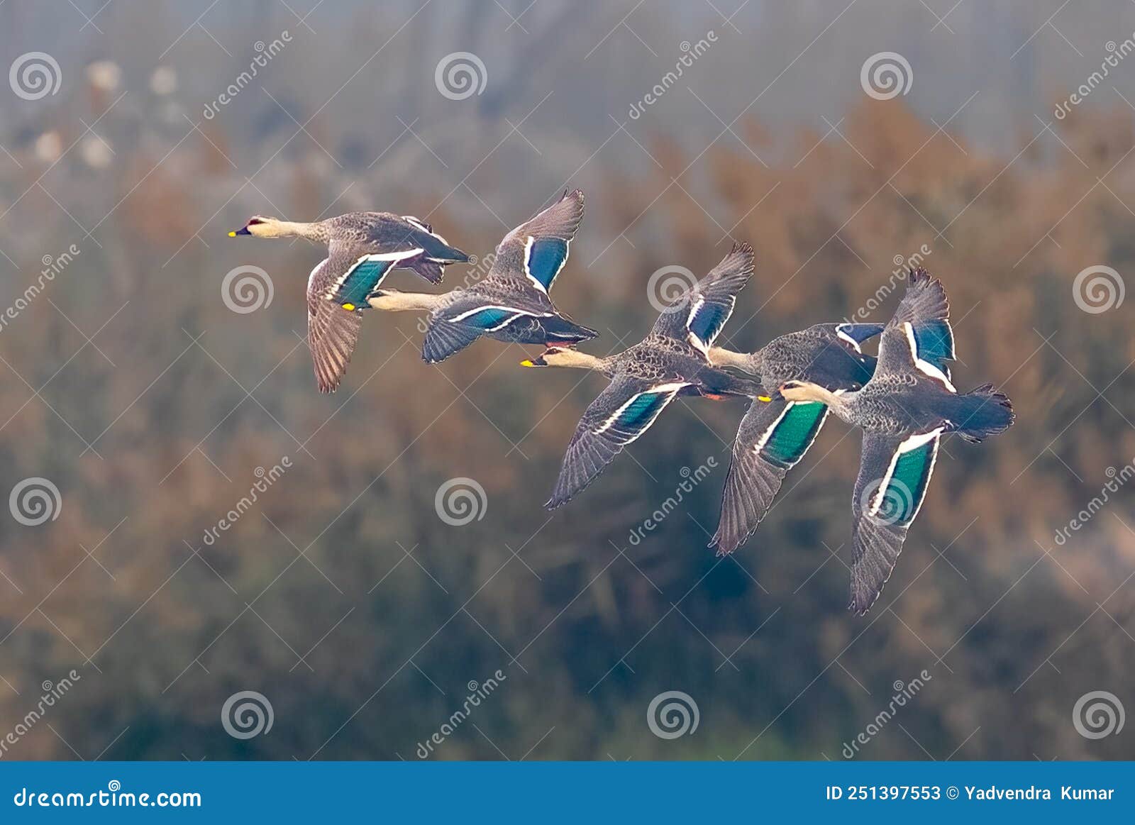 Spotted Bill Duck Flying in Sky Stock Image - Image of environment ...