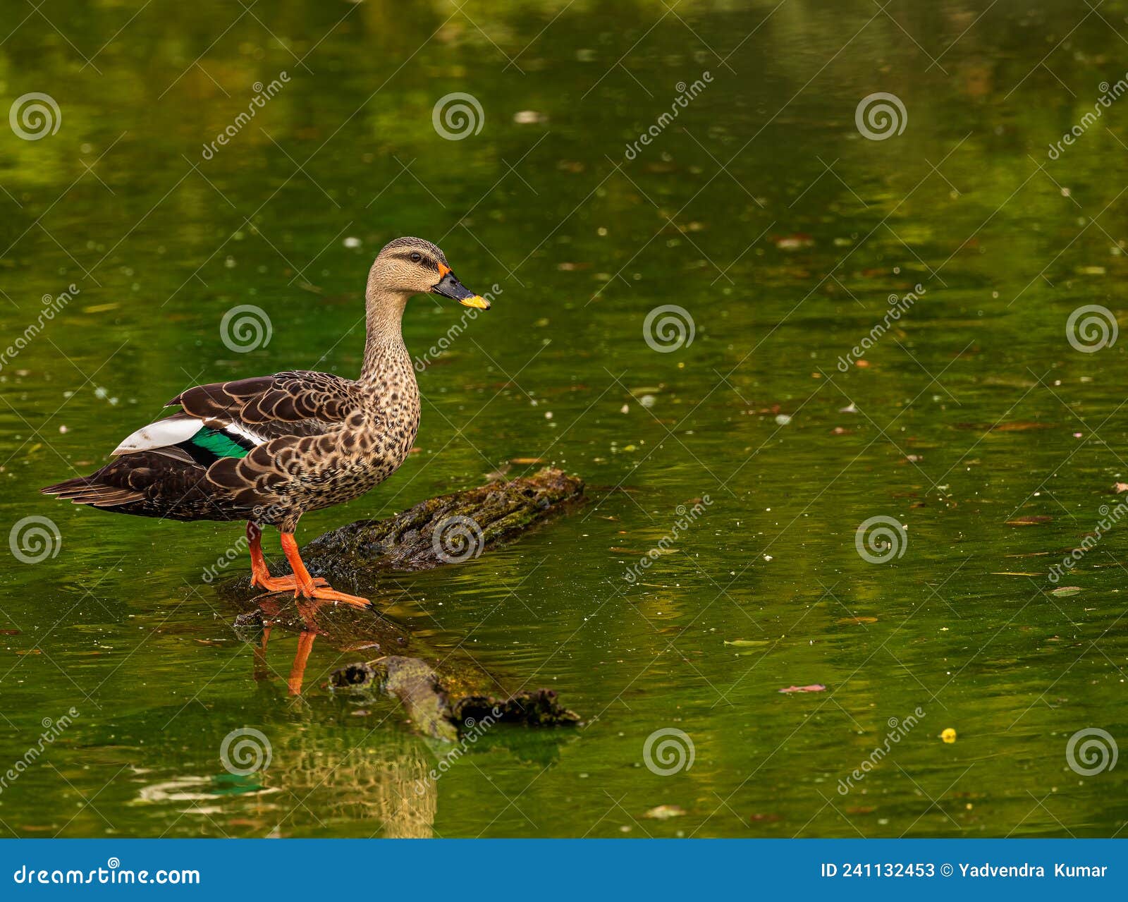 A Spotted Bill Duck in Lake Stock Image - Image of wild, avian: 241132453