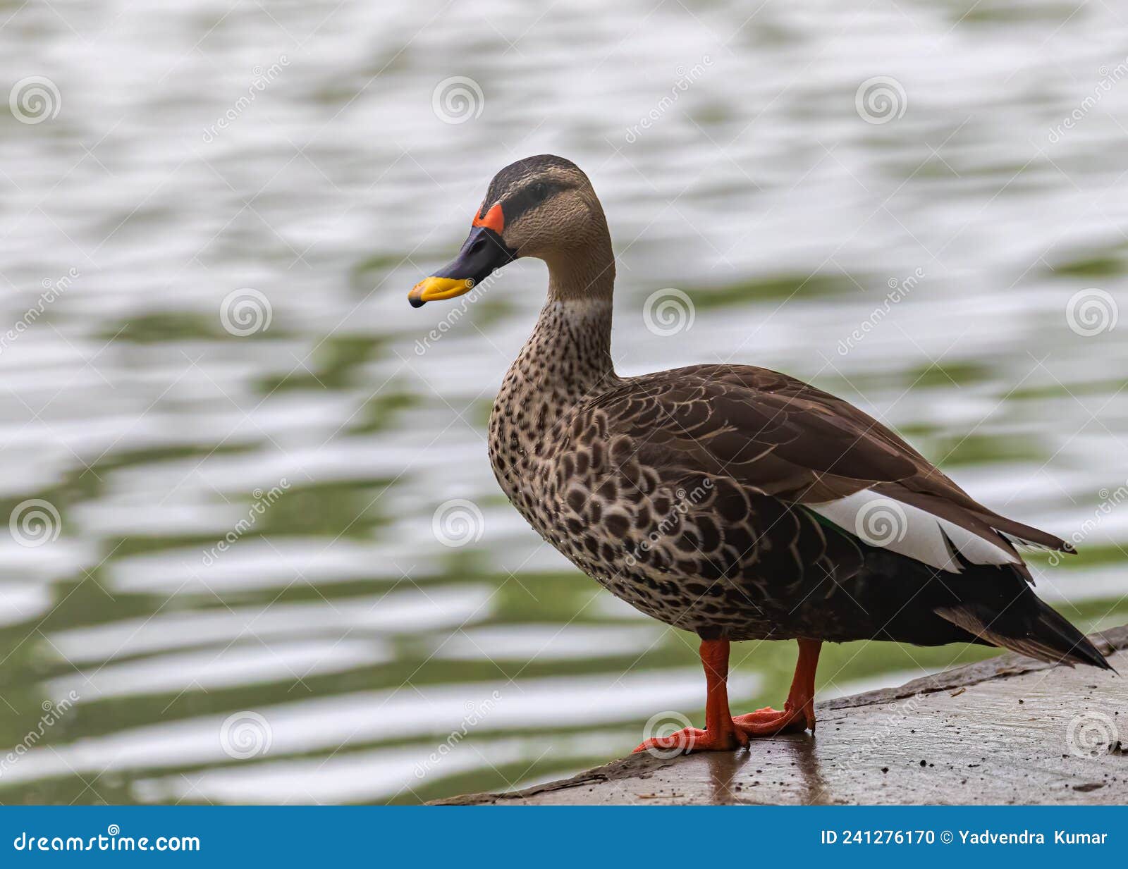 A Spotted Bill Duck by the Lake Stock Photo - Image of lake, decoy ...
