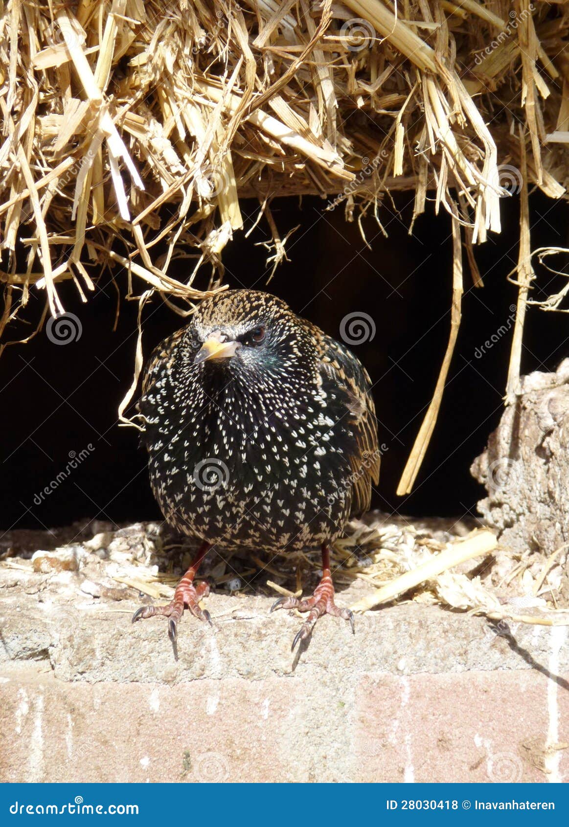 A spotted bird stock photo. Image of motive, black, natural - 28030418