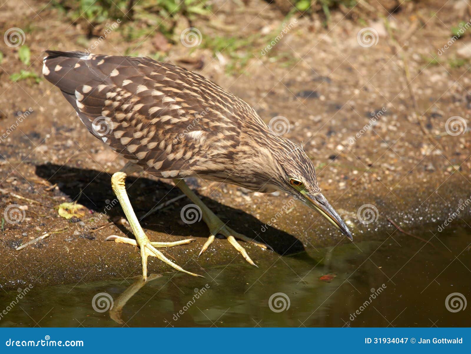 Spotted bird stock image. Image of beak, feathers, wild - 31934047