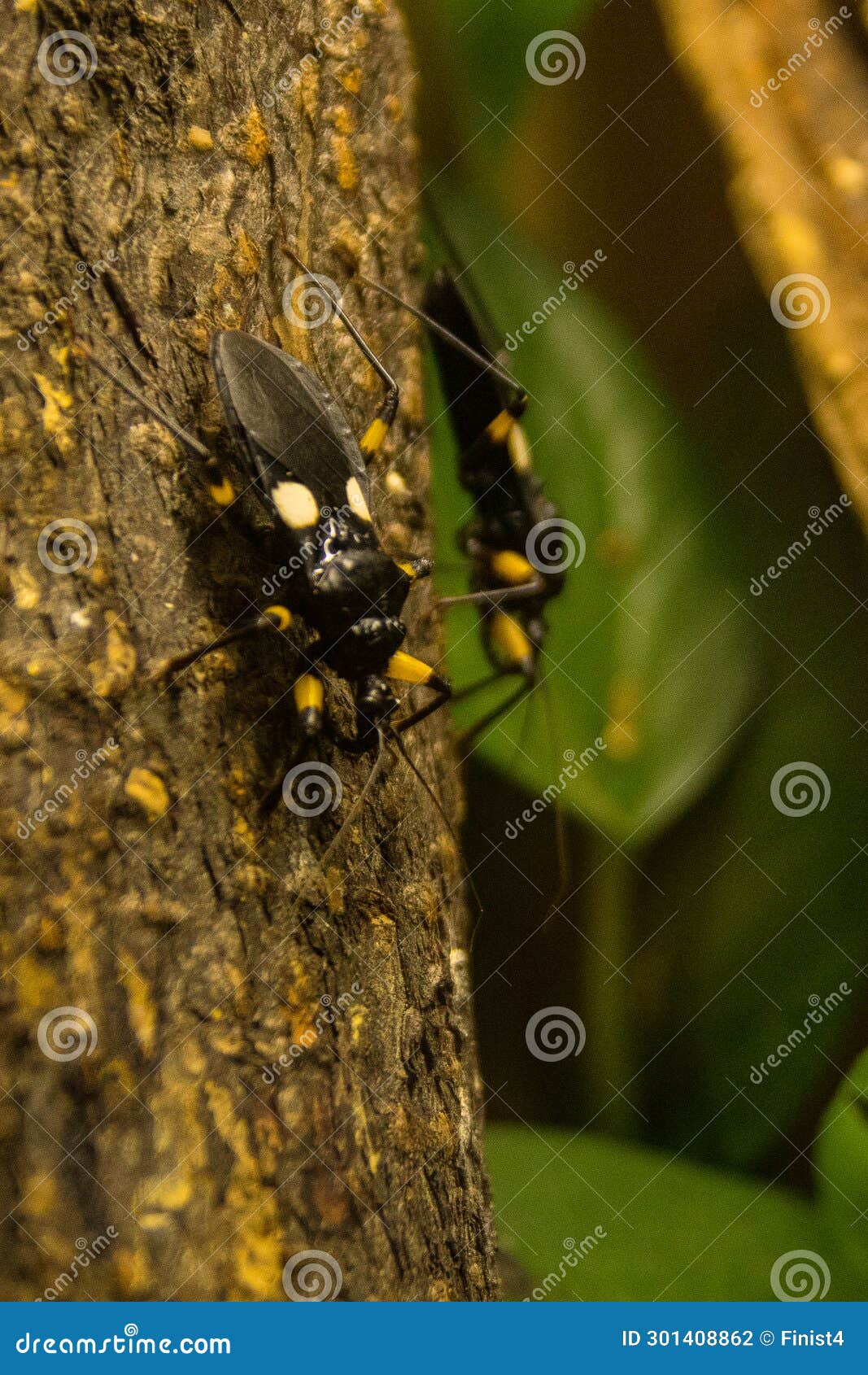 Spotted Black Bug on a Tree Trunk Upside Down Stock Photo - Image of ...