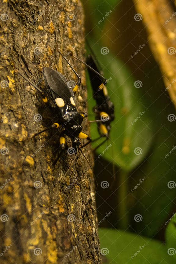 Spotted Black Bug on a Tree Trunk Upside Down Stock Photo - Image of ...